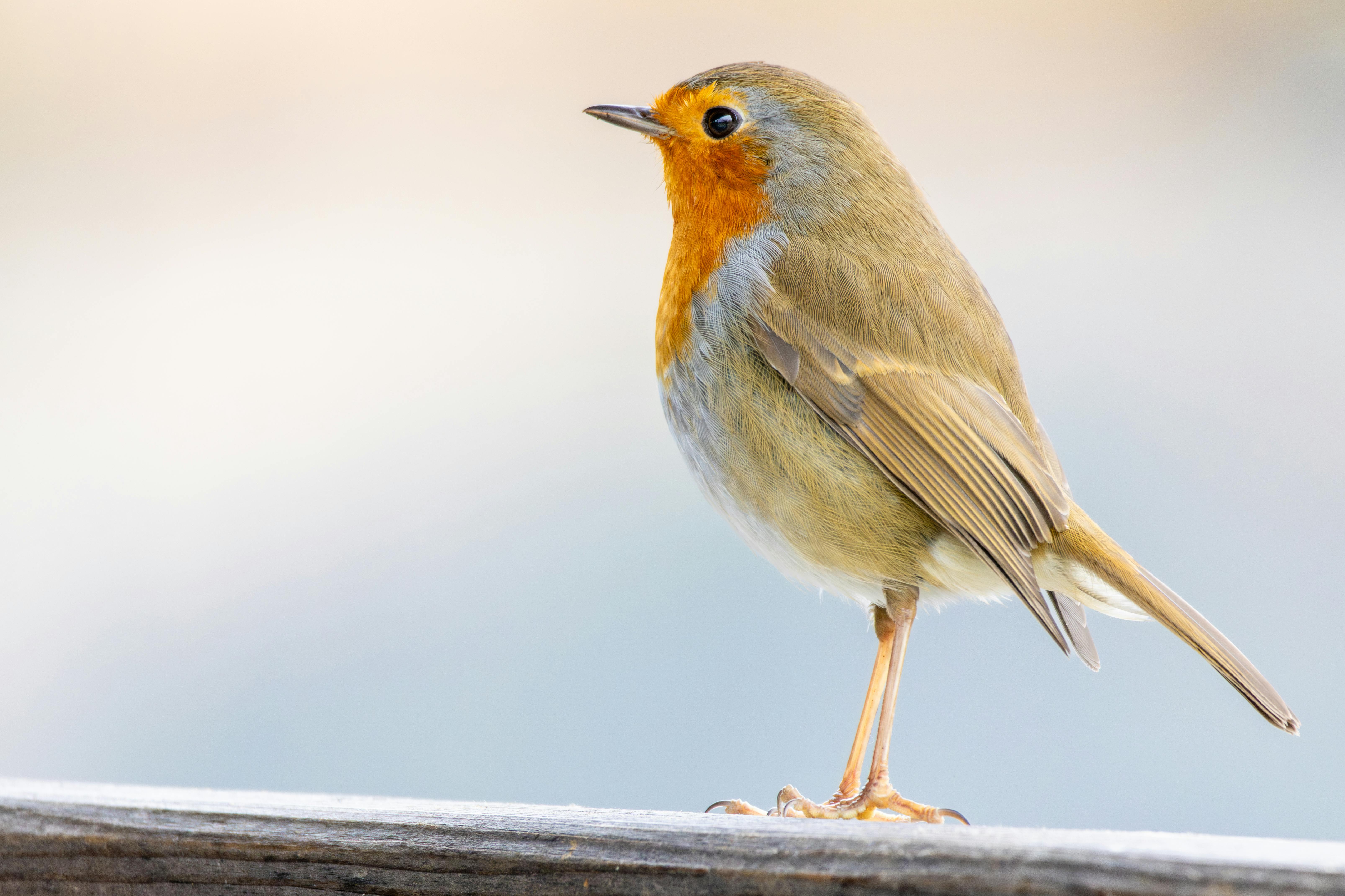 Tanda Fiery Photos, Download The BEST Free Tanda Fiery Stock Photos ...