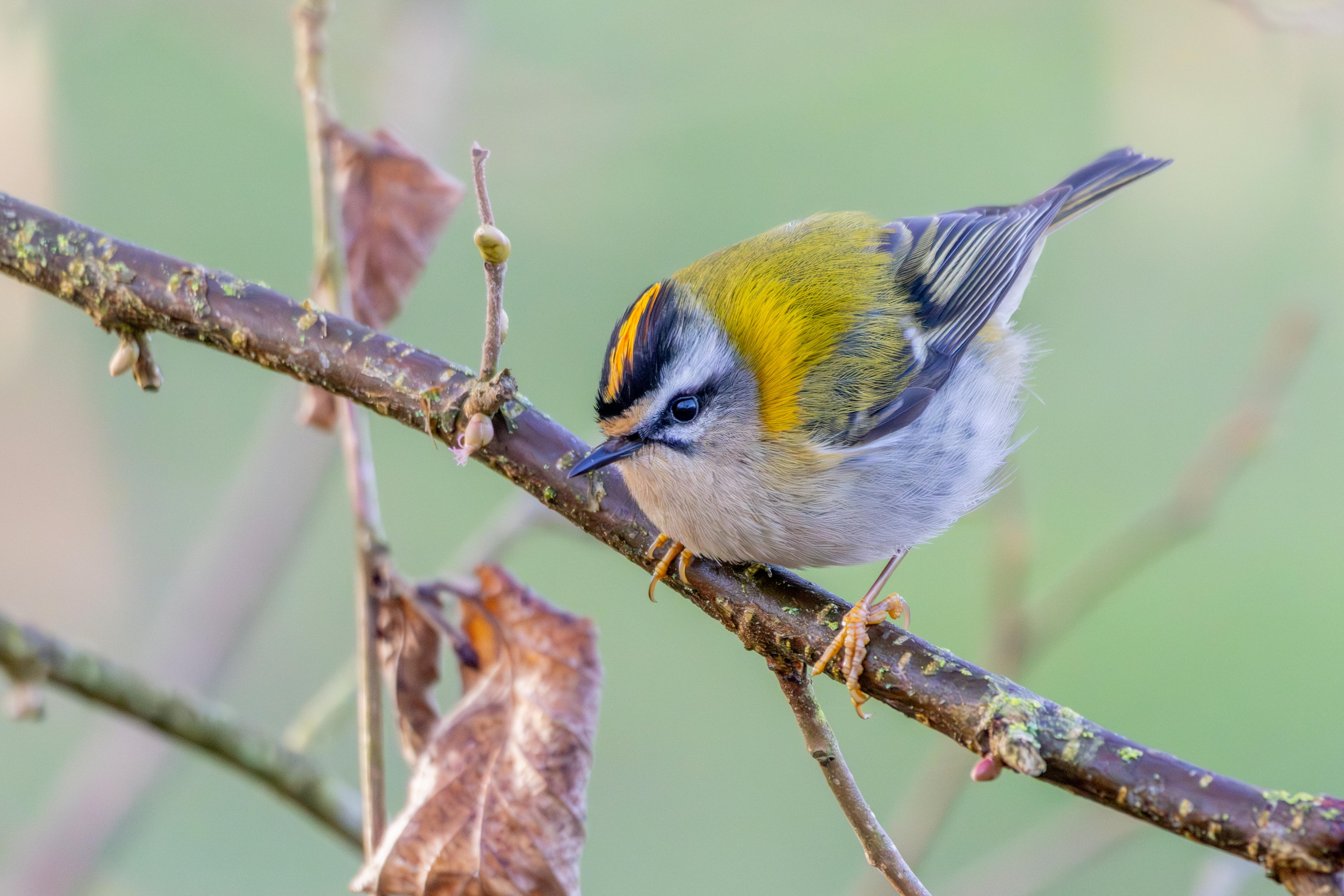 Captivating Firecrest Portrait in Natural Habitat · Free Stock Photo