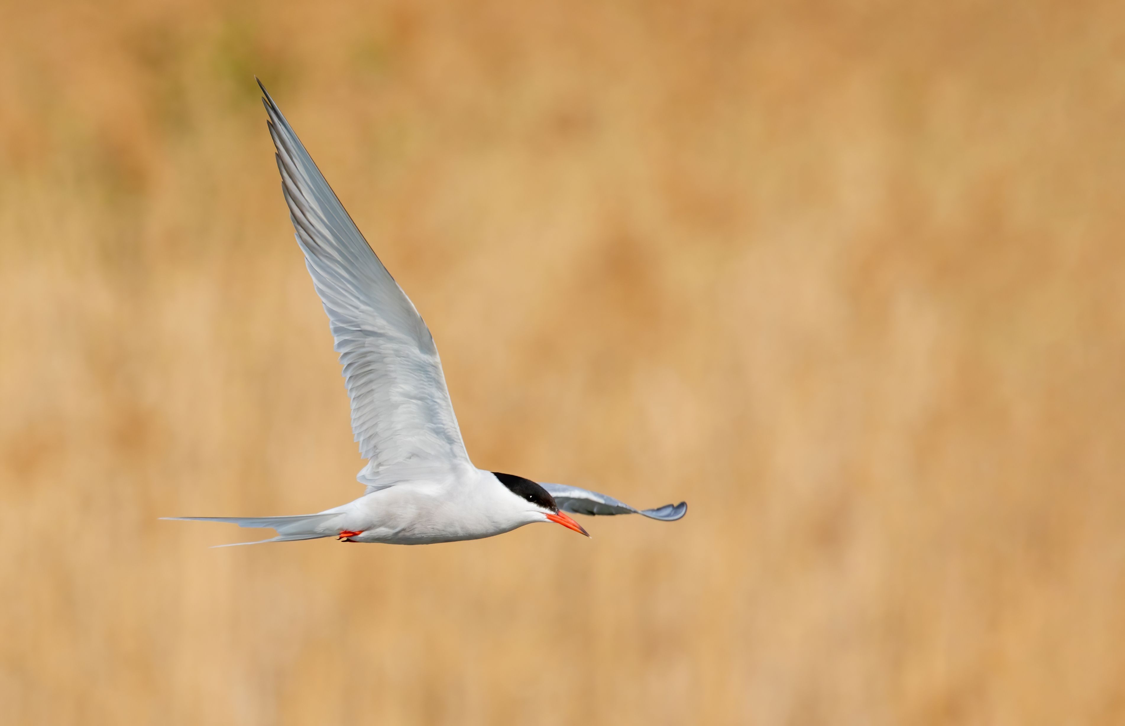 Graceful Common Tern in Flight over France · Free Stock Photo