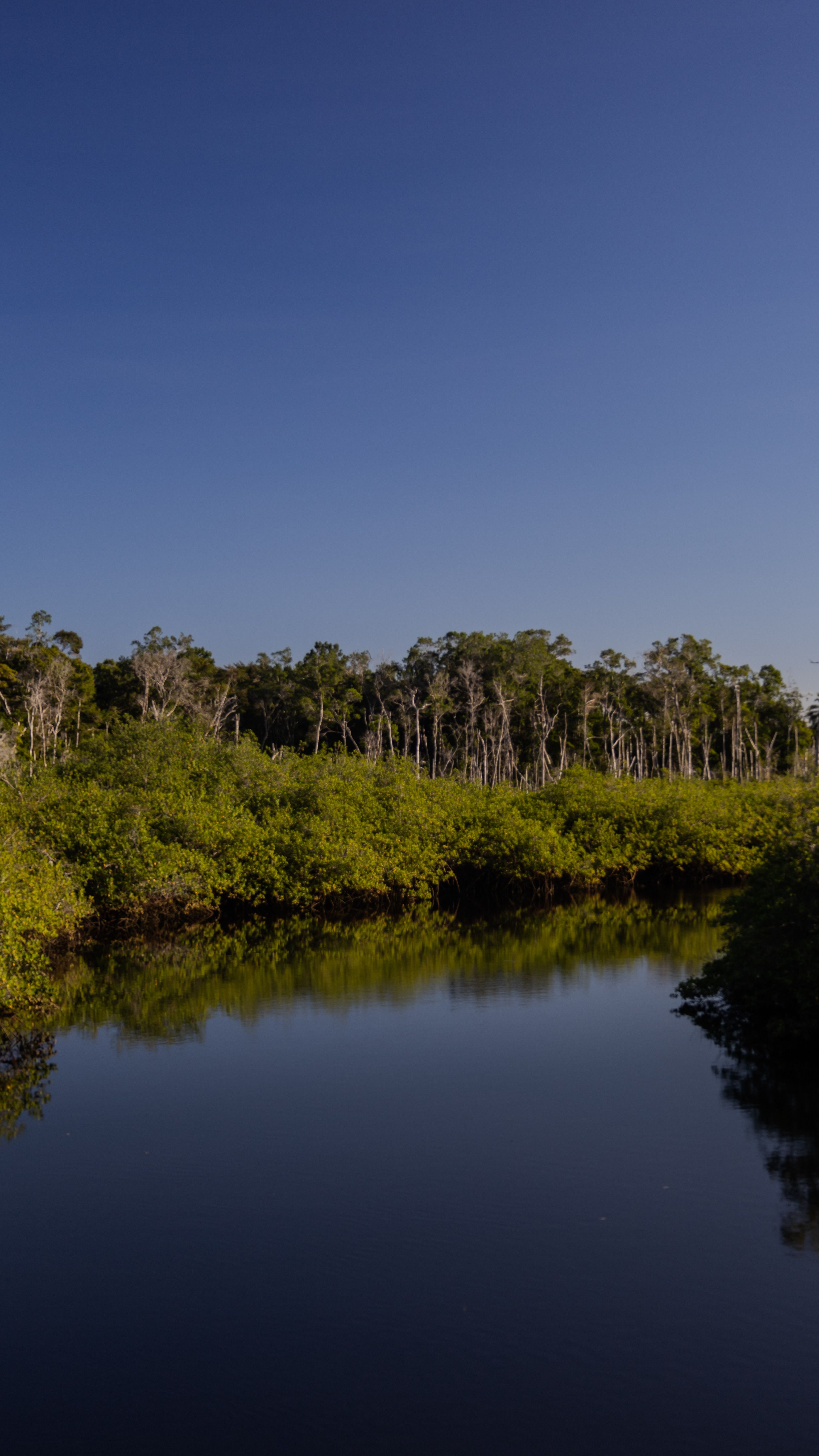 Serene River in Caraíva, Brazil Forest · Free Stock Photo