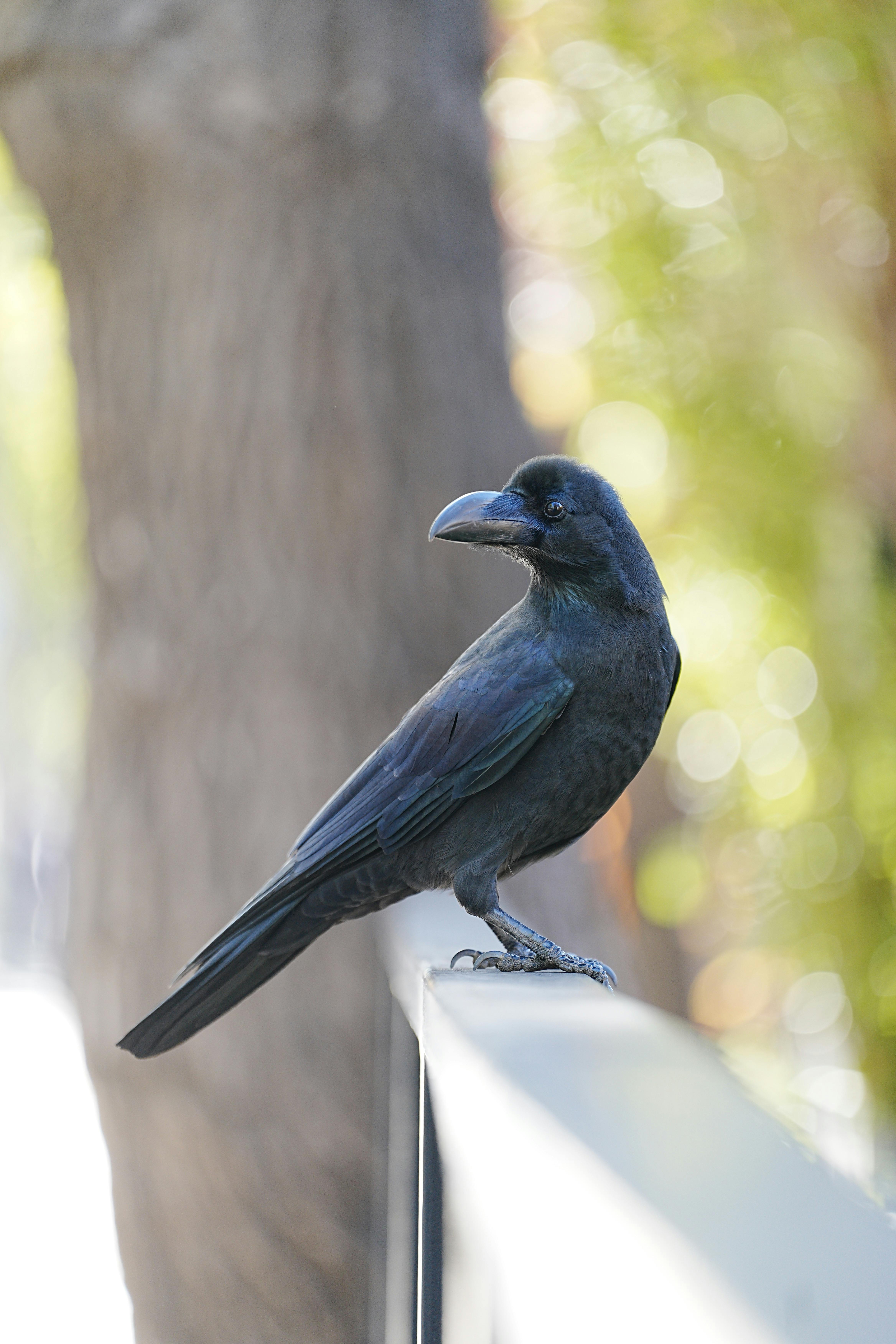 Close-up of a perched black crow outdoors · Free Stock Photo