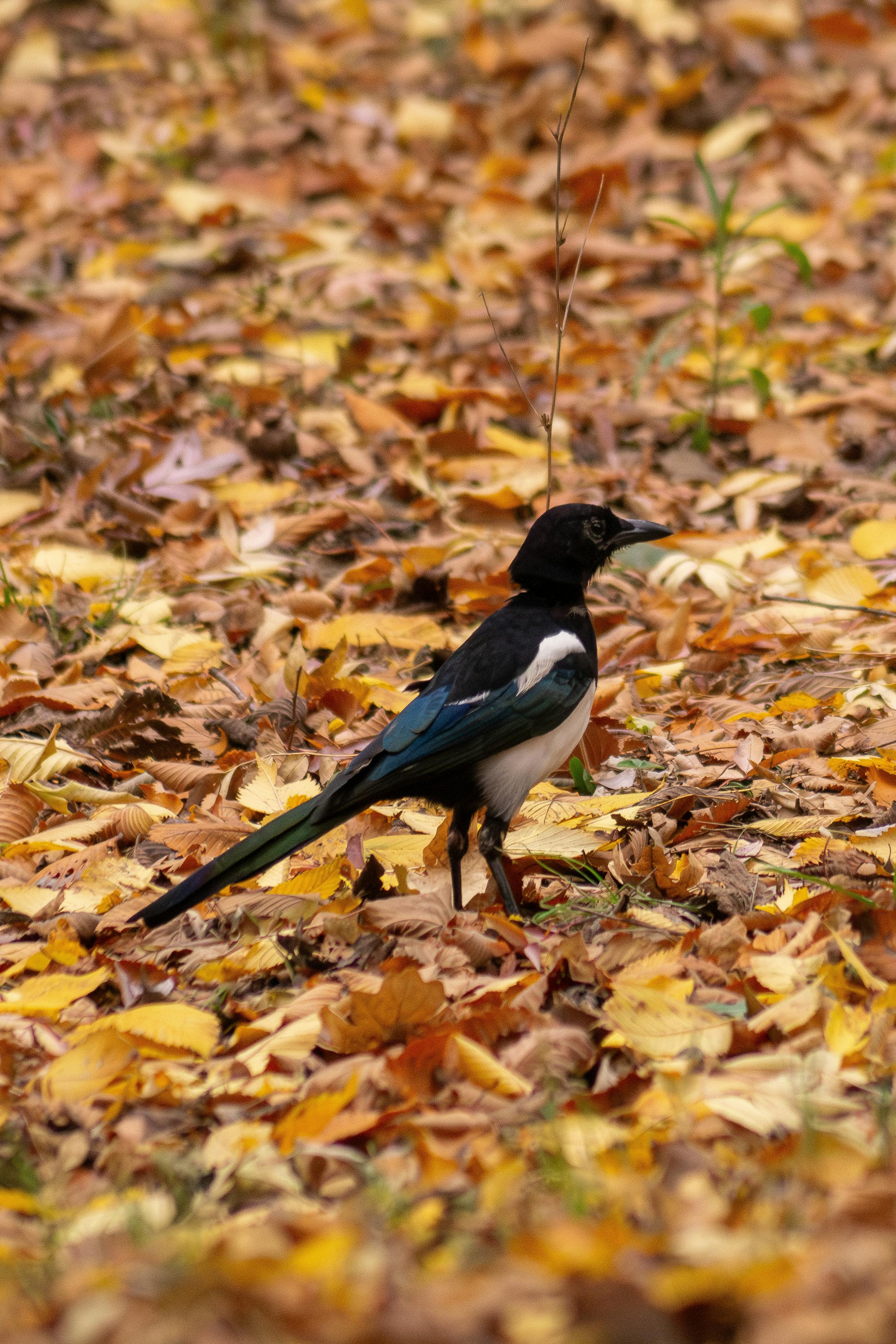 Eurasian Magpie Among Autumn Leaves · Free Stock Photo