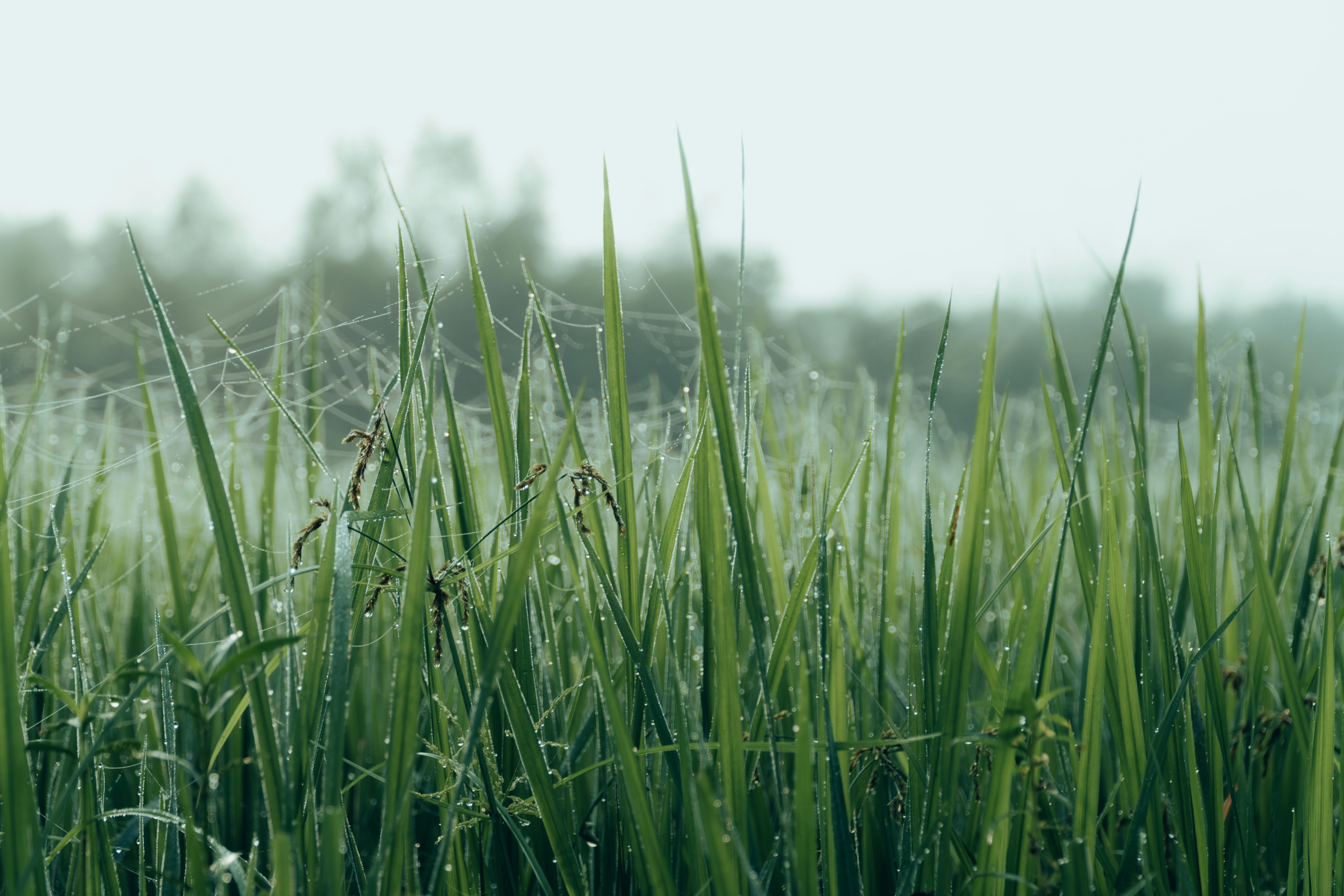 Paddy Field Wallpaper Photos, Download The BEST Free Paddy Field ...