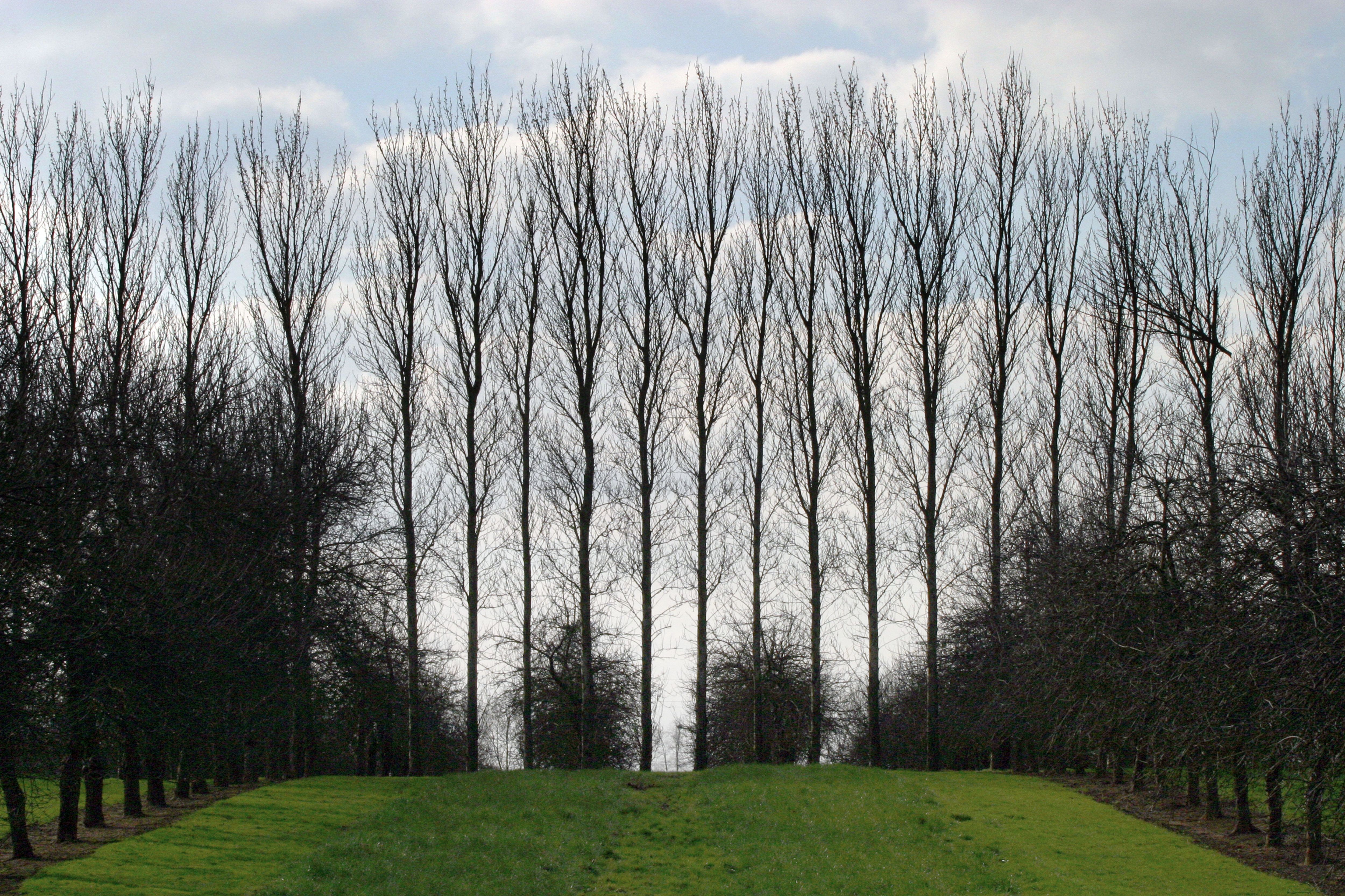 Aligned Bare Trees in Bristol Park · Free Stock Photo