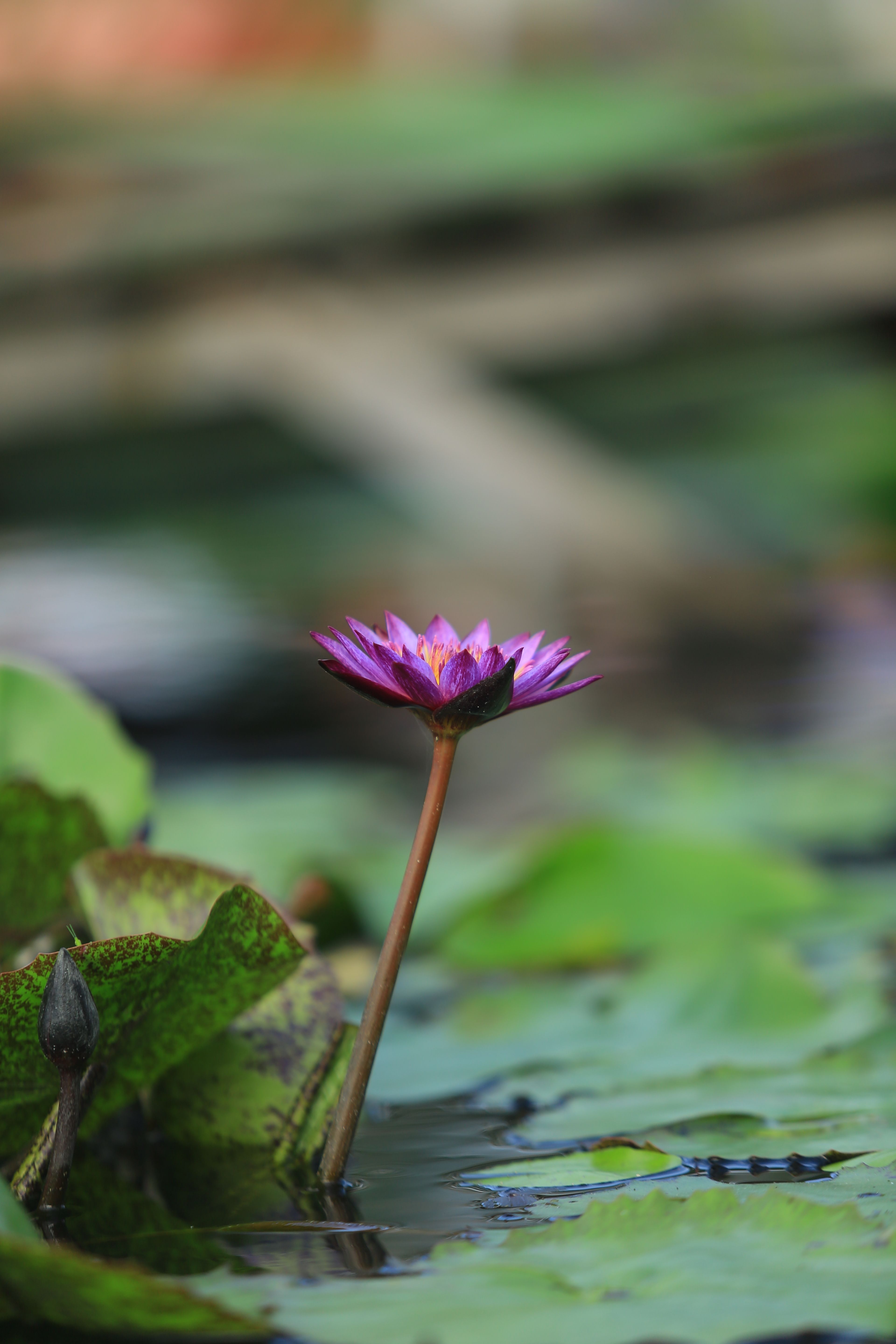 Flora Zen Photos, Download The BEST Free Flora Zen Stock Photos & HD Images