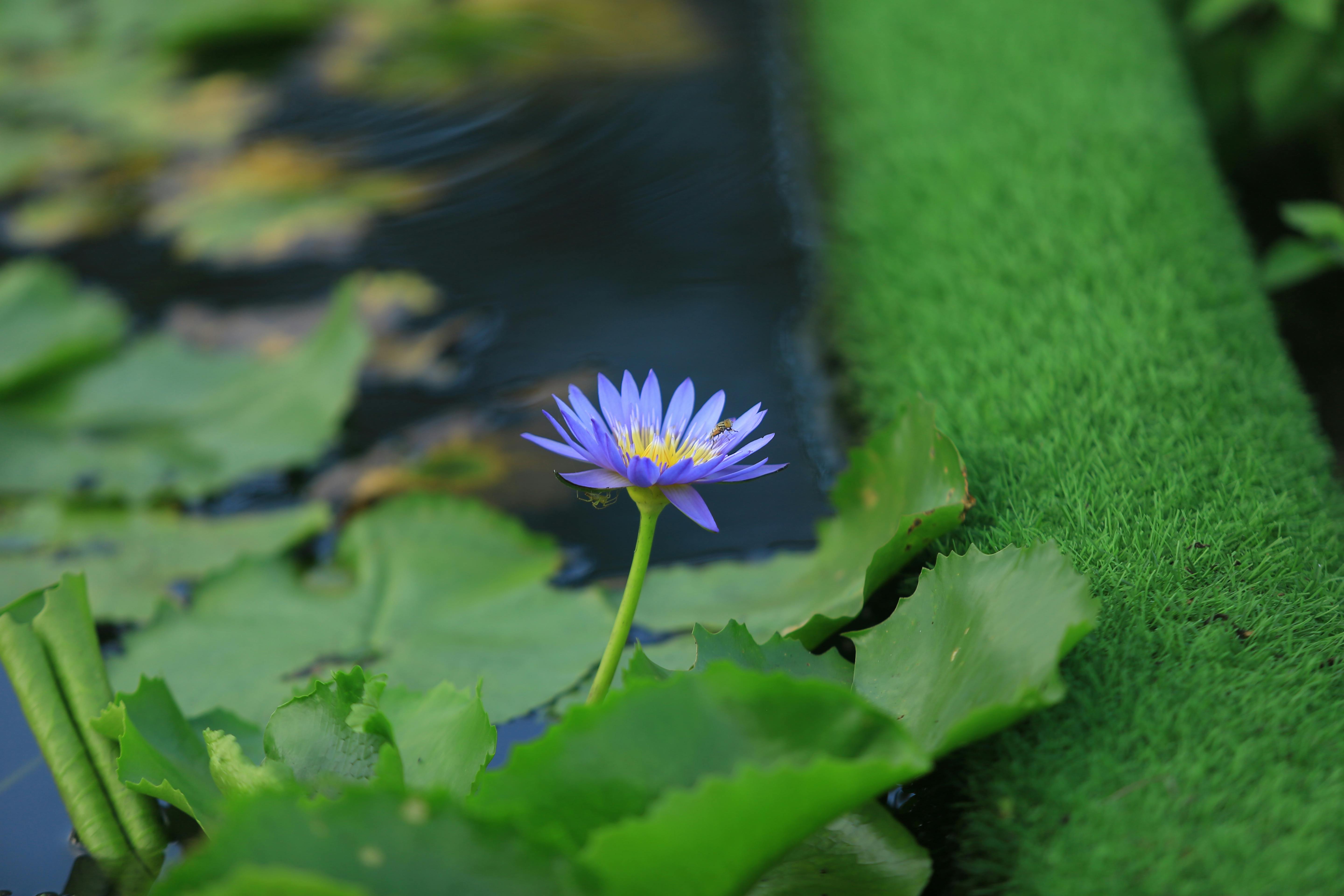 Water Pollination Photos, Download The BEST Free Water Pollination ...