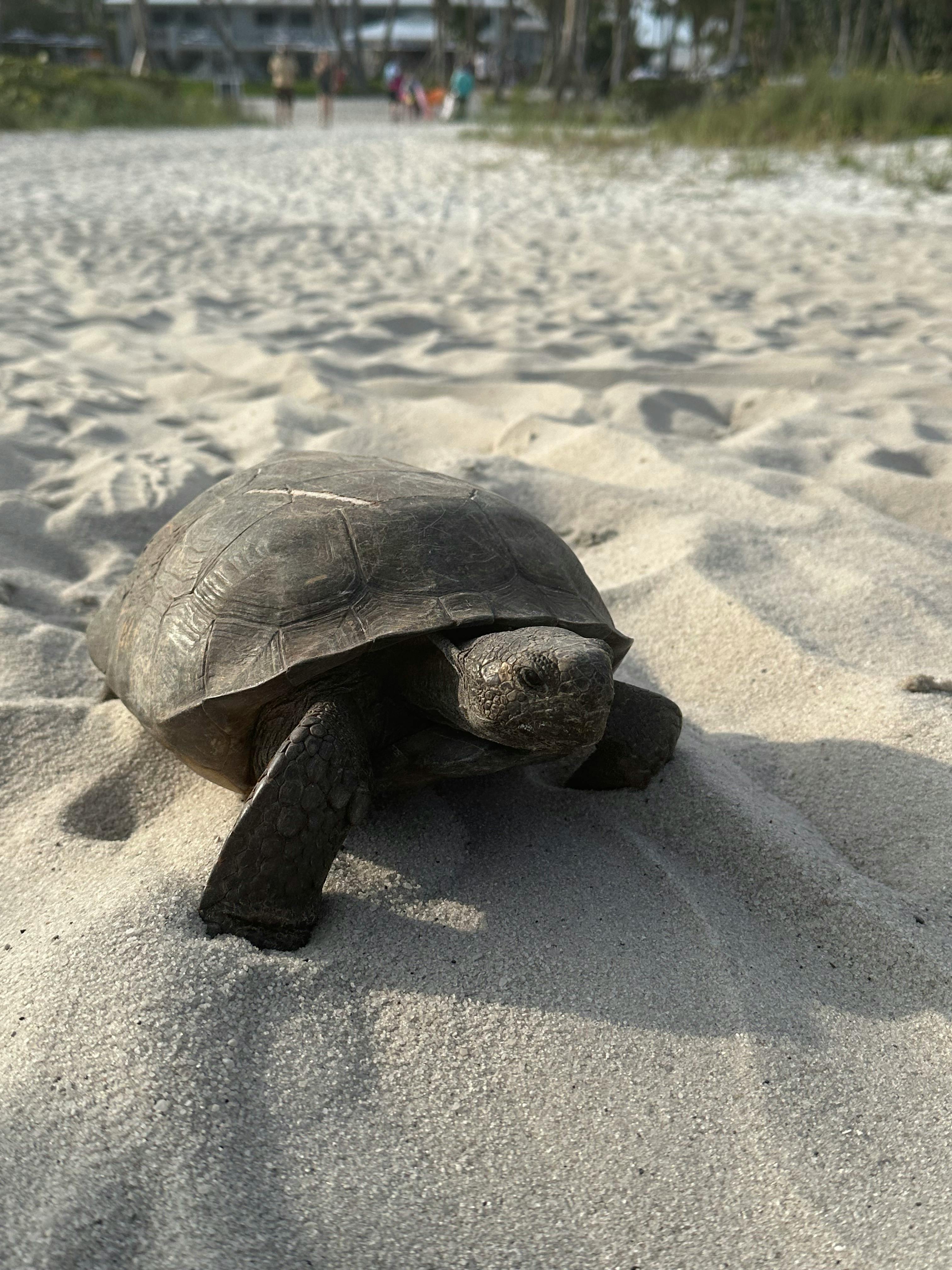 Gopher Tortoise on Naples Beach, Florida · Free Stock Photo