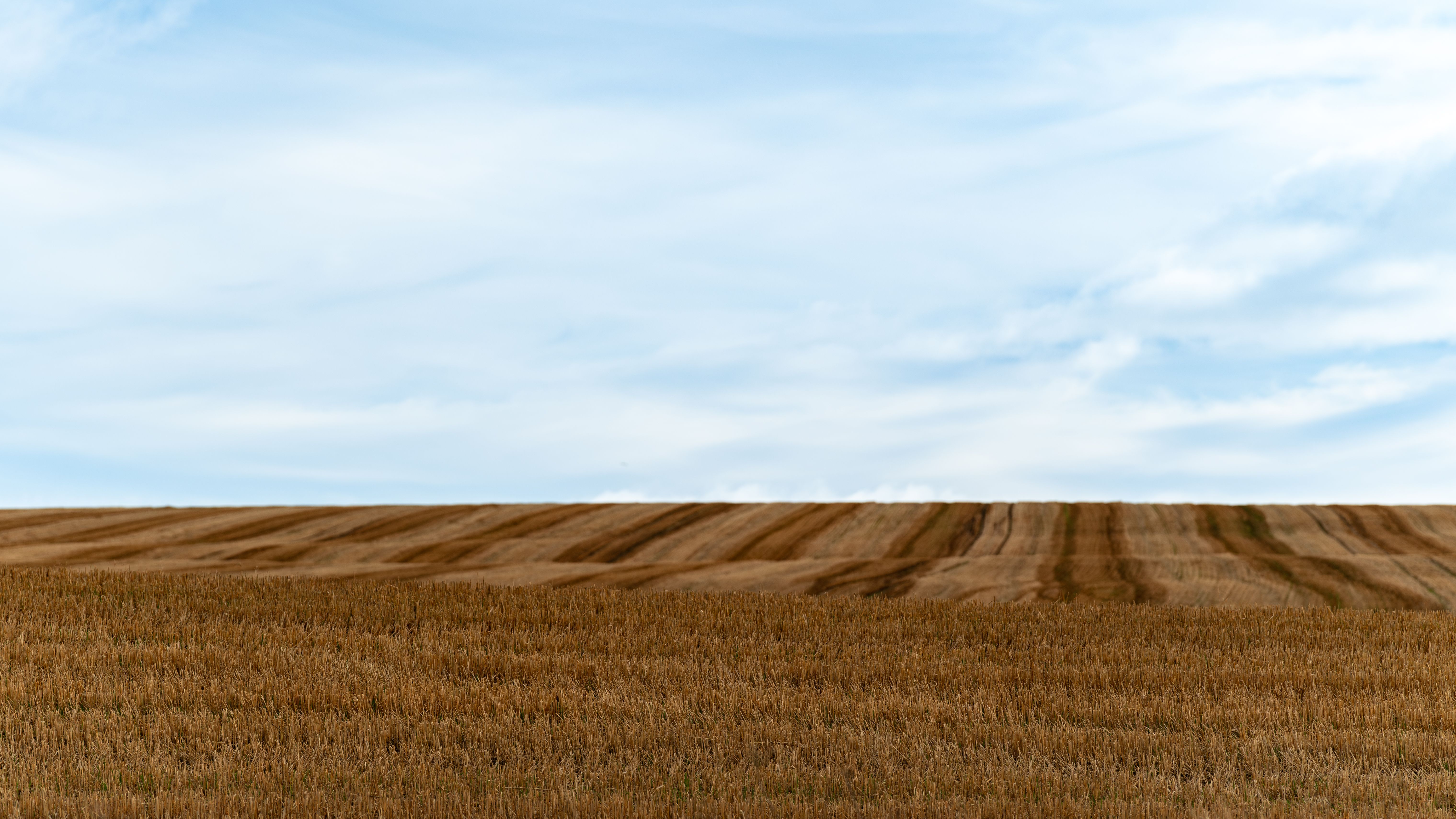 Vast Golden Field under a Blue Sky · Free Stock Photo