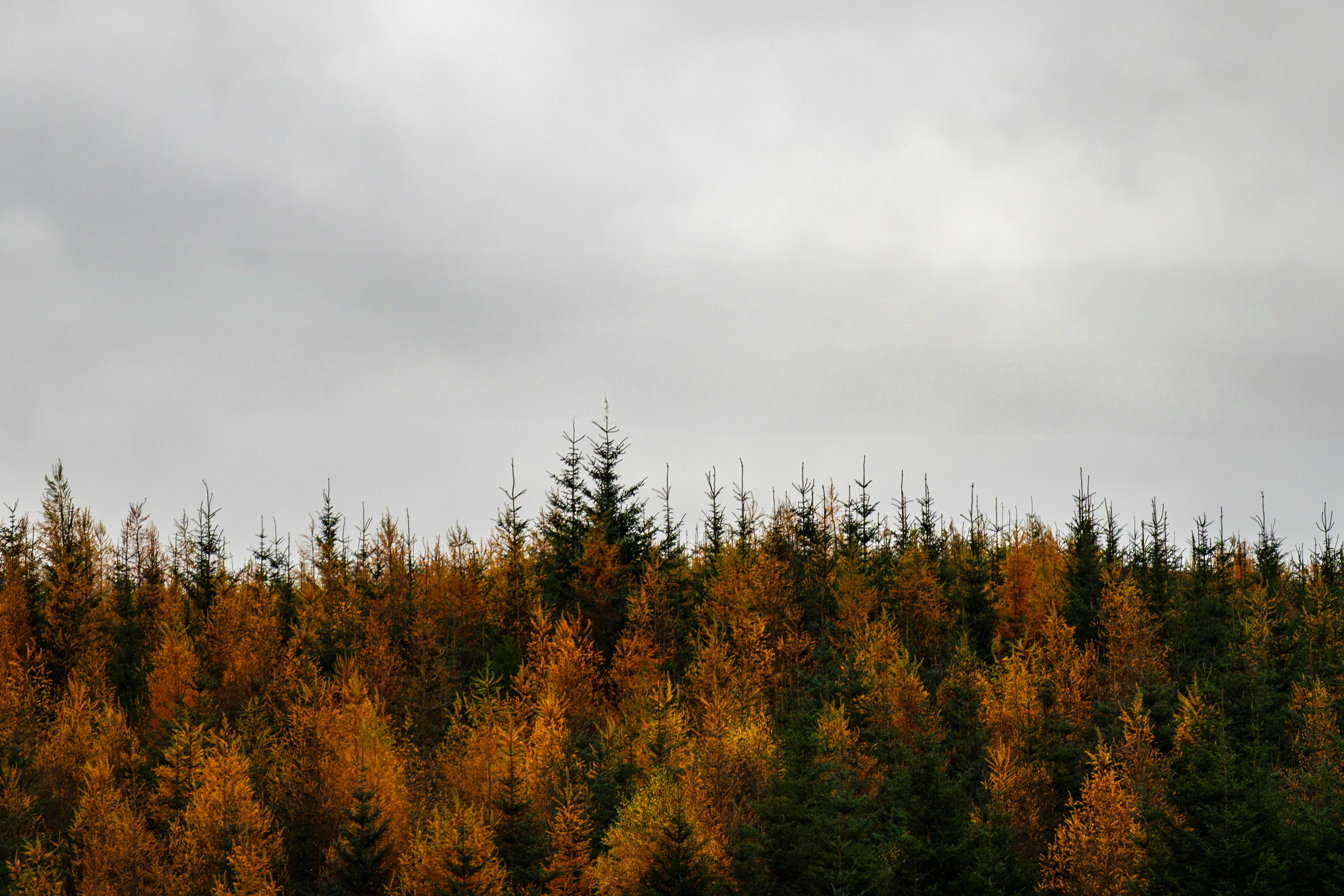 Scenic Autumn Forest Landscape under Overcast Sky · Free Stock Photo