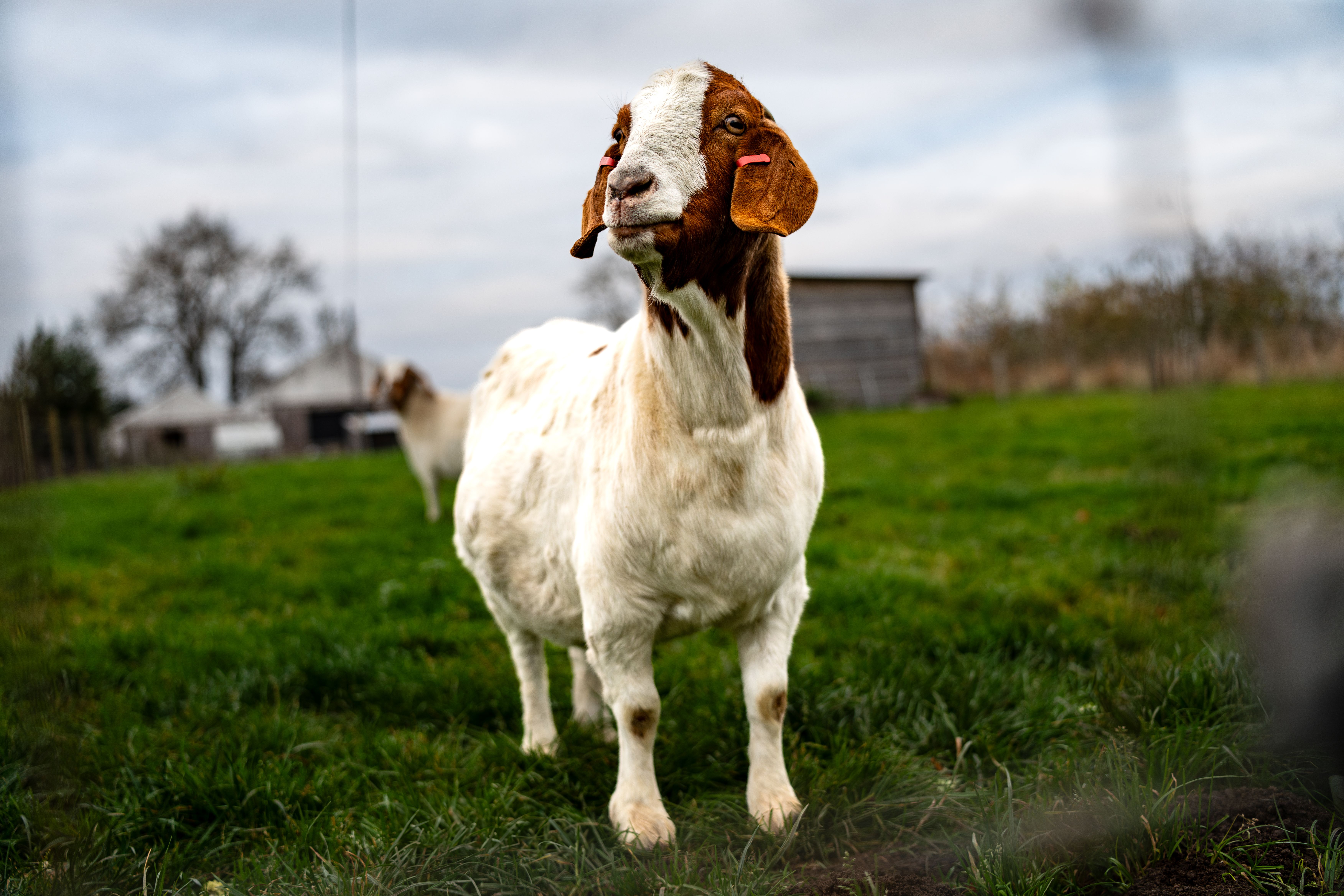 Boer Goat Grazing on a Green Pasture Outdoors · Free Stock Photo