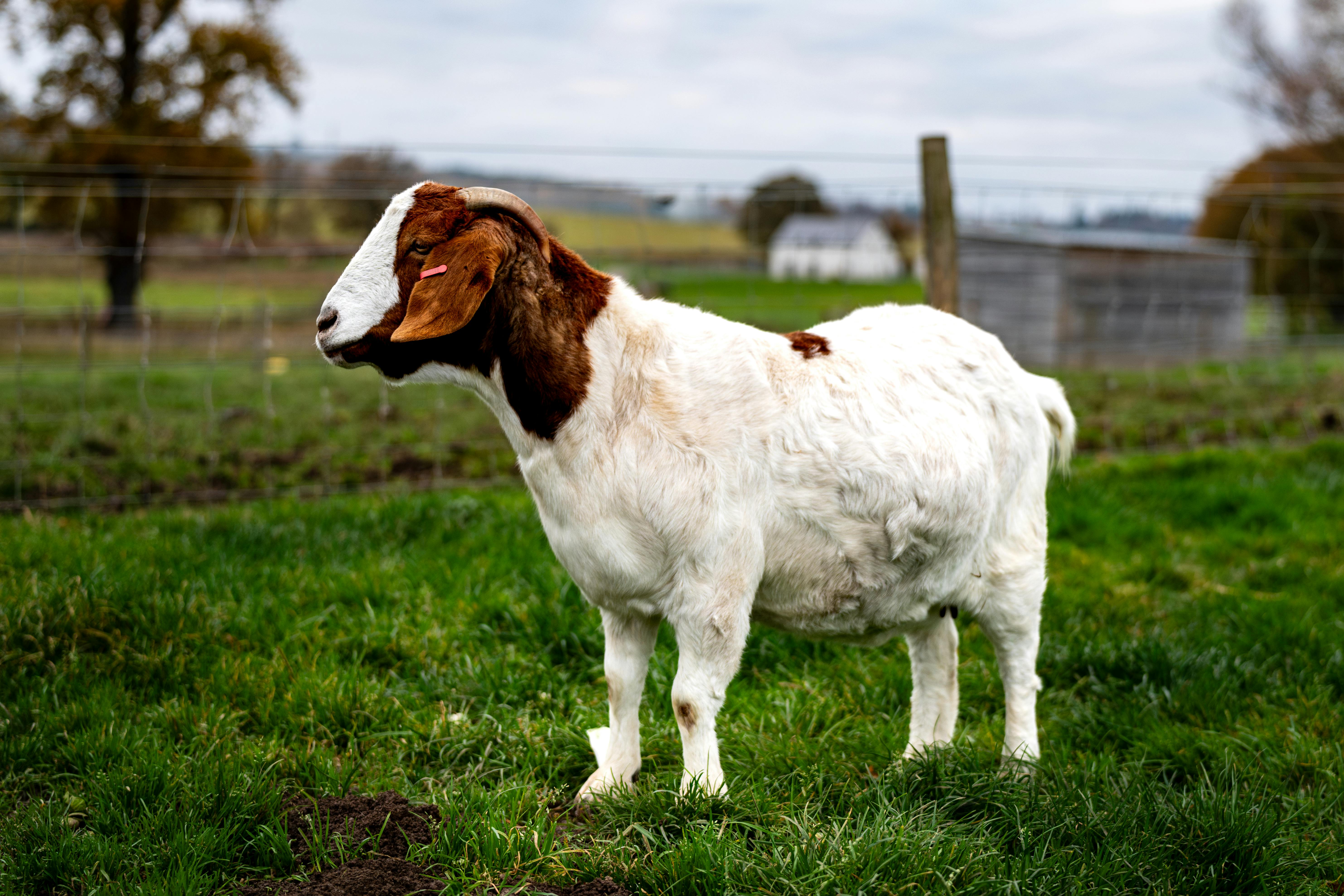 Vista Lateral De Una Cabra Boer En Un Pasto Verde · Foto de stock gratuita
