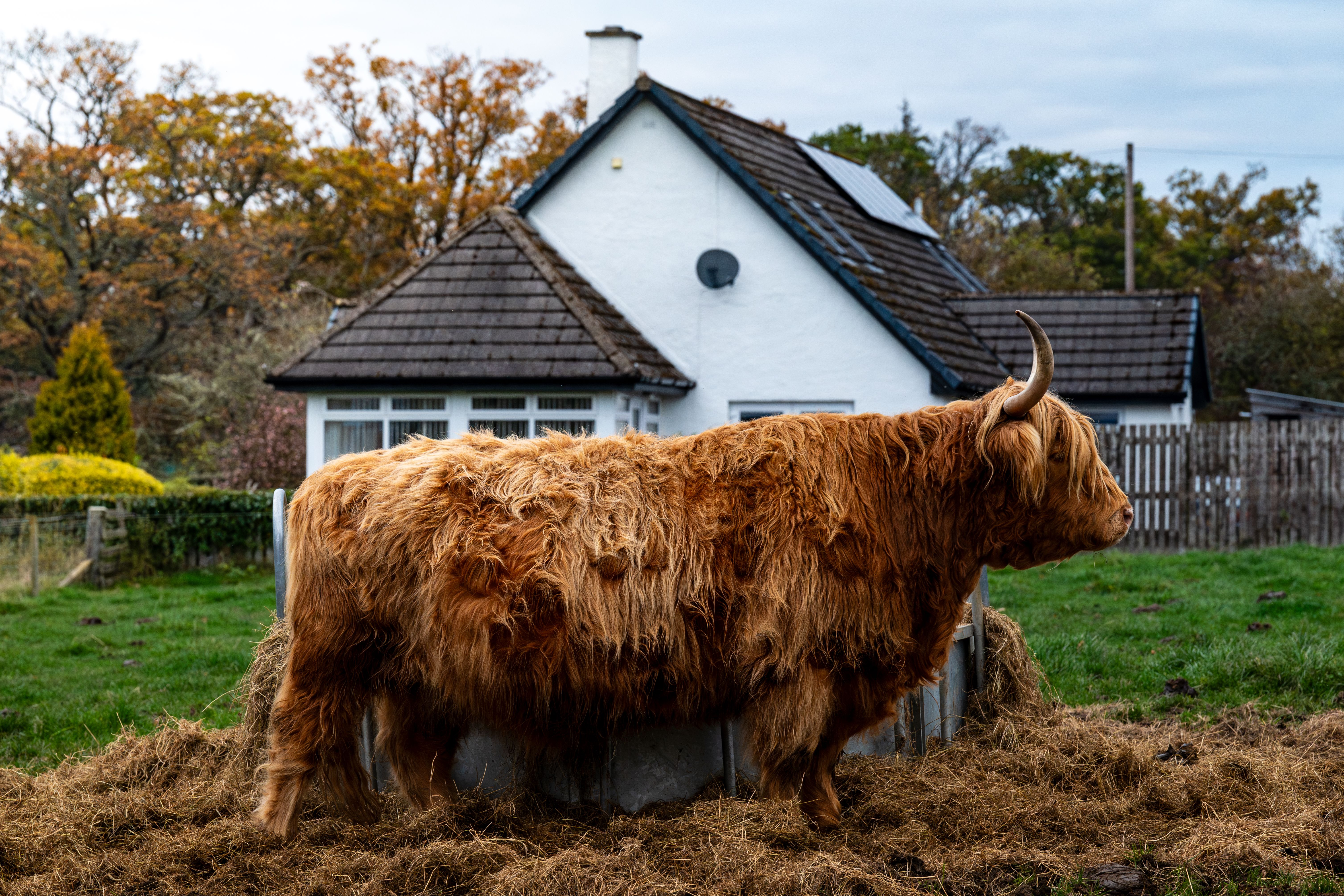 Highland Cow Beside Rustic Farmhouse in Autumn · Free Stock Photo
