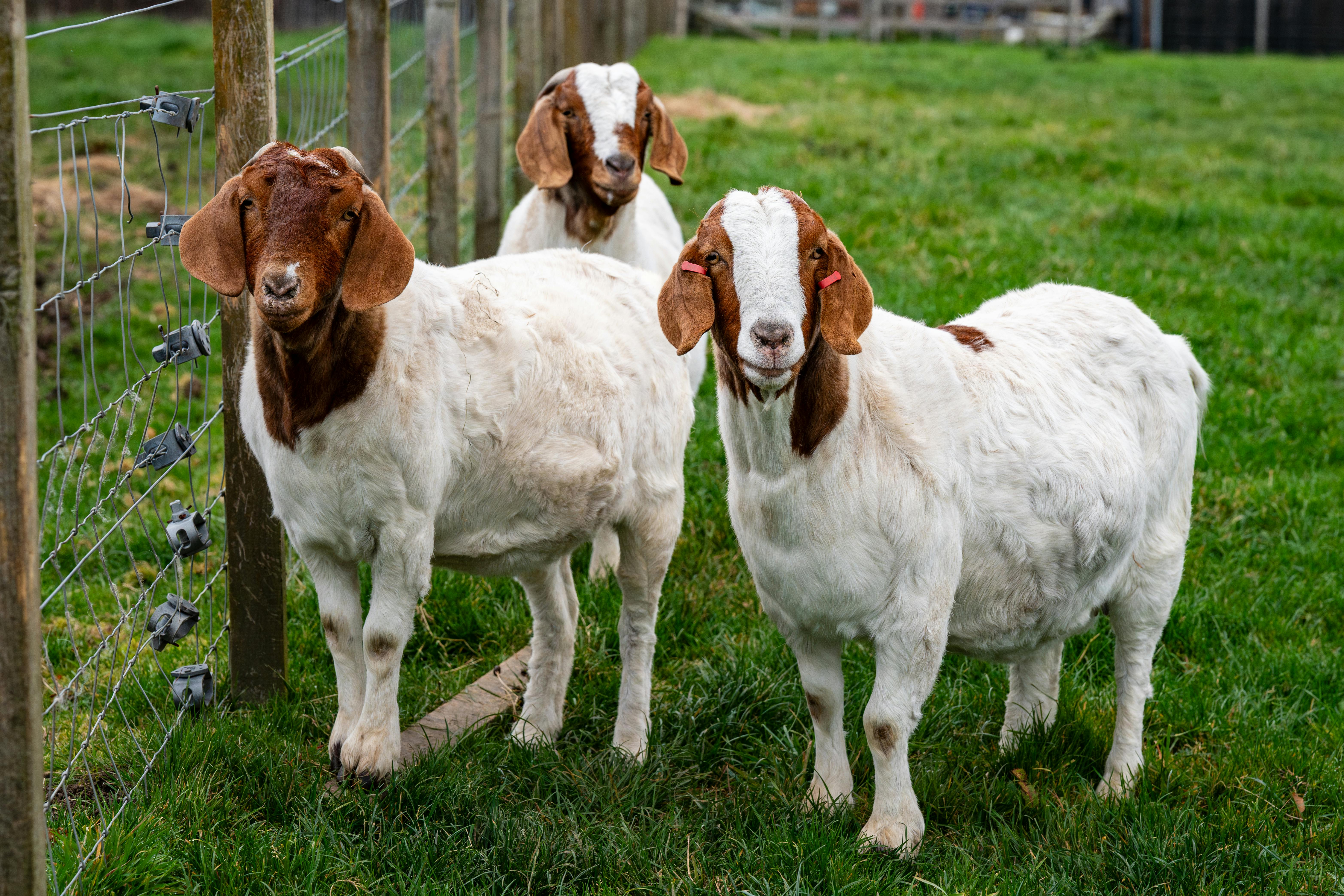 Trio of Boer Goats Grazing in a Field · Free Stock Photo