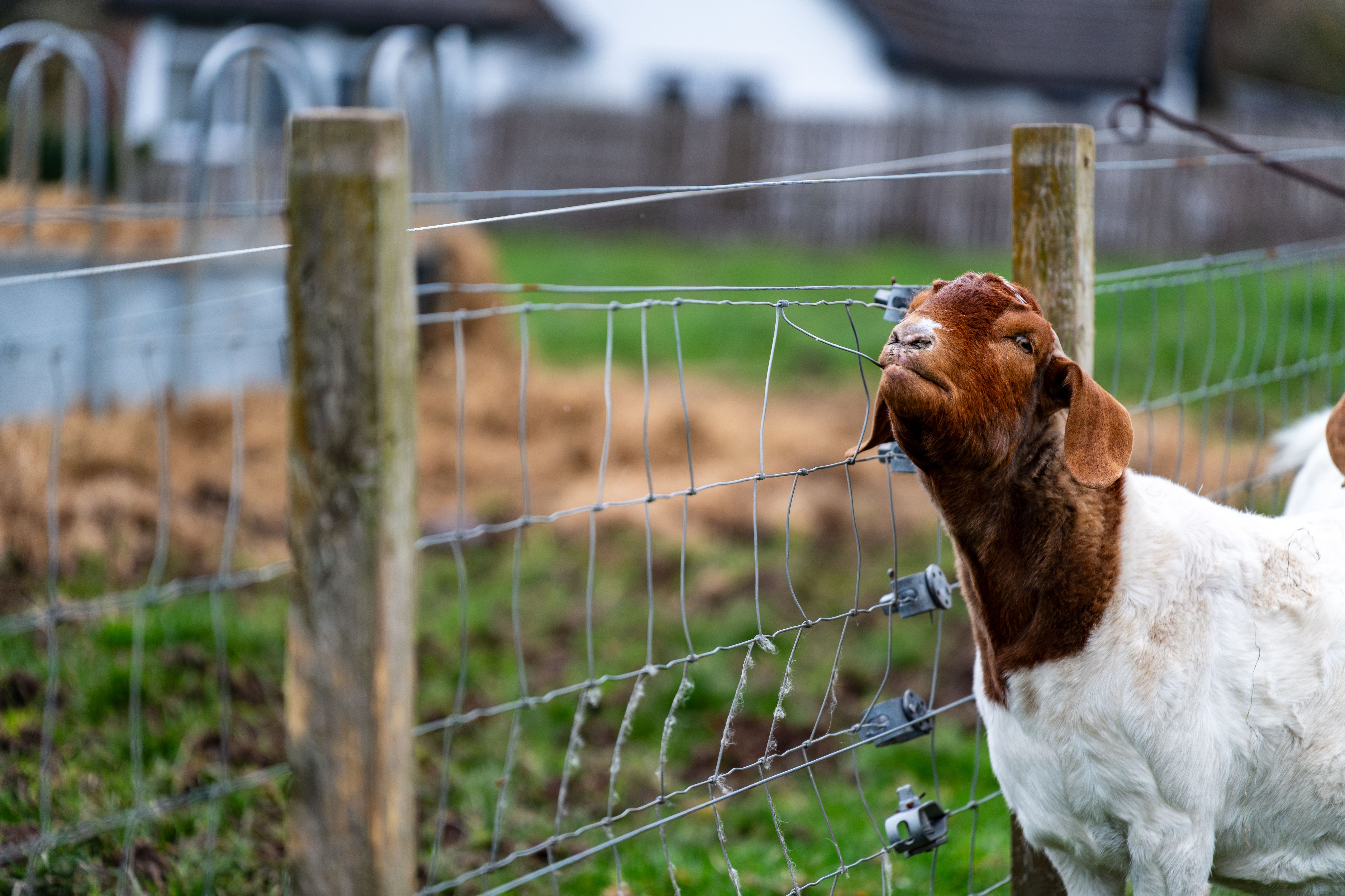 Boer Goat Grazing by Farm Fence in Countryside · Free Stock Photo
