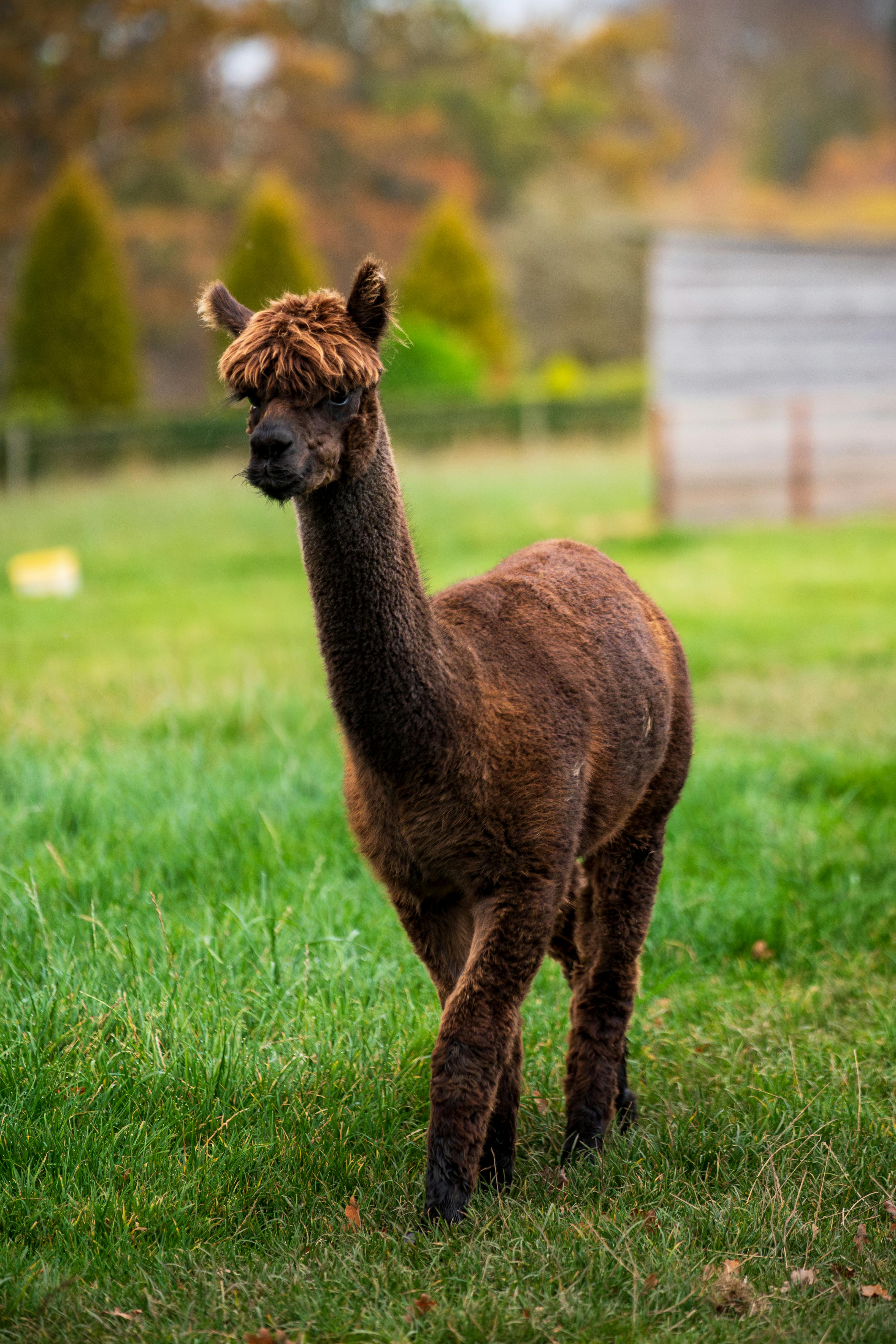 Alpaca Photos, Download The BEST Free Alpaca Stock Photos & HD Images