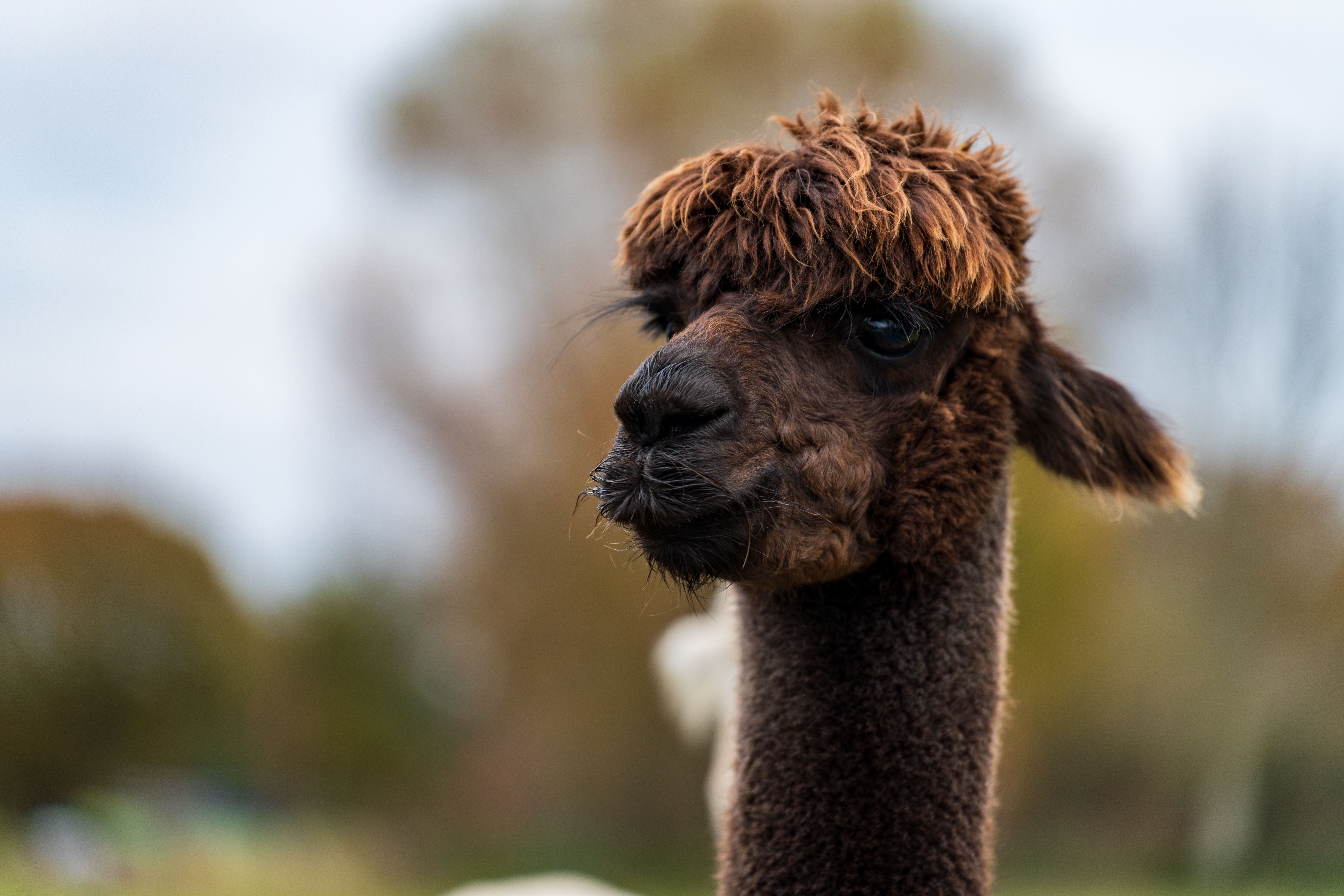 Close-up Portrait of a Brown Alpaca Outdoors · Free Stock Photo