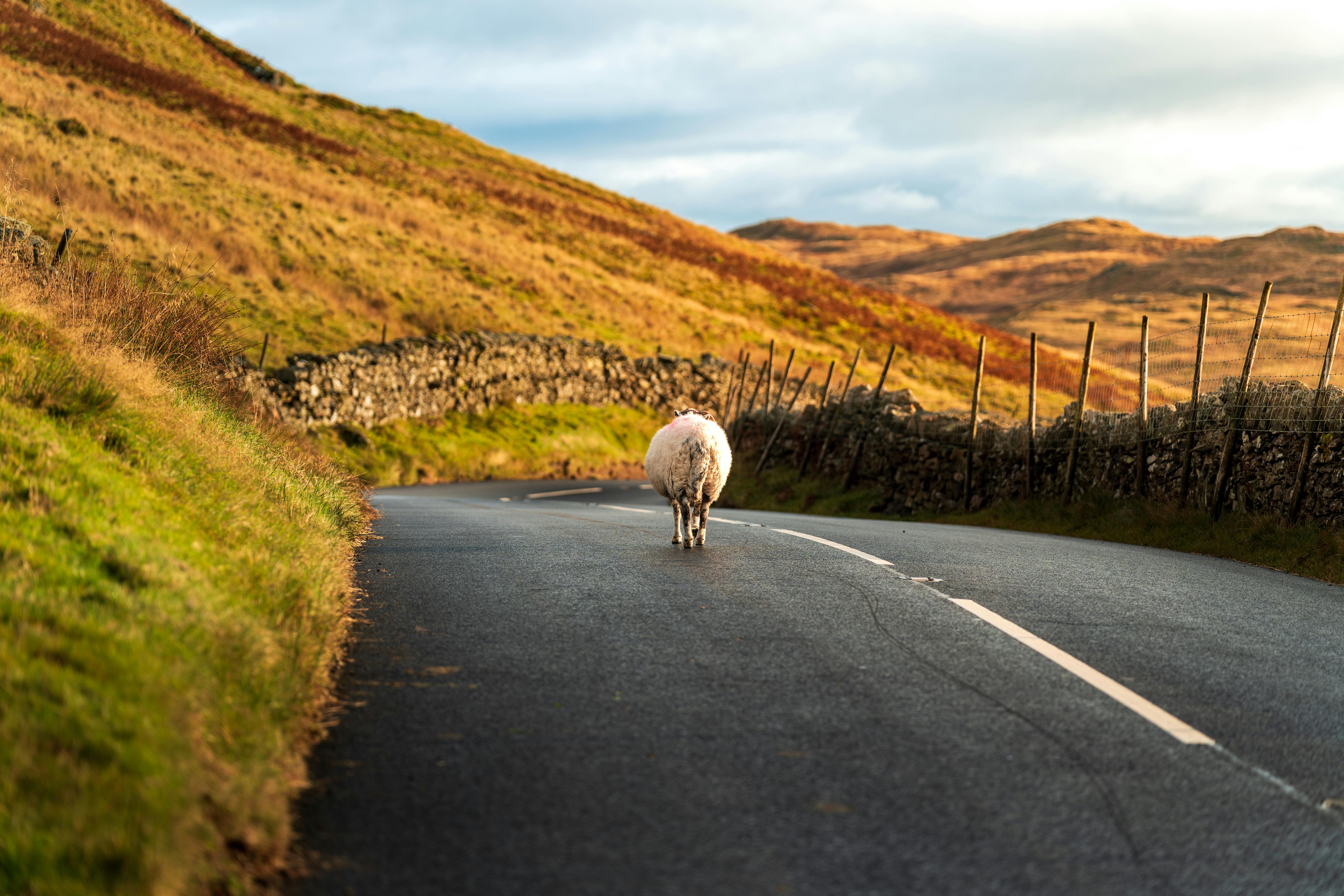 Sheep Walking on Country Road in Scenic Landscape · Free Stock Photo