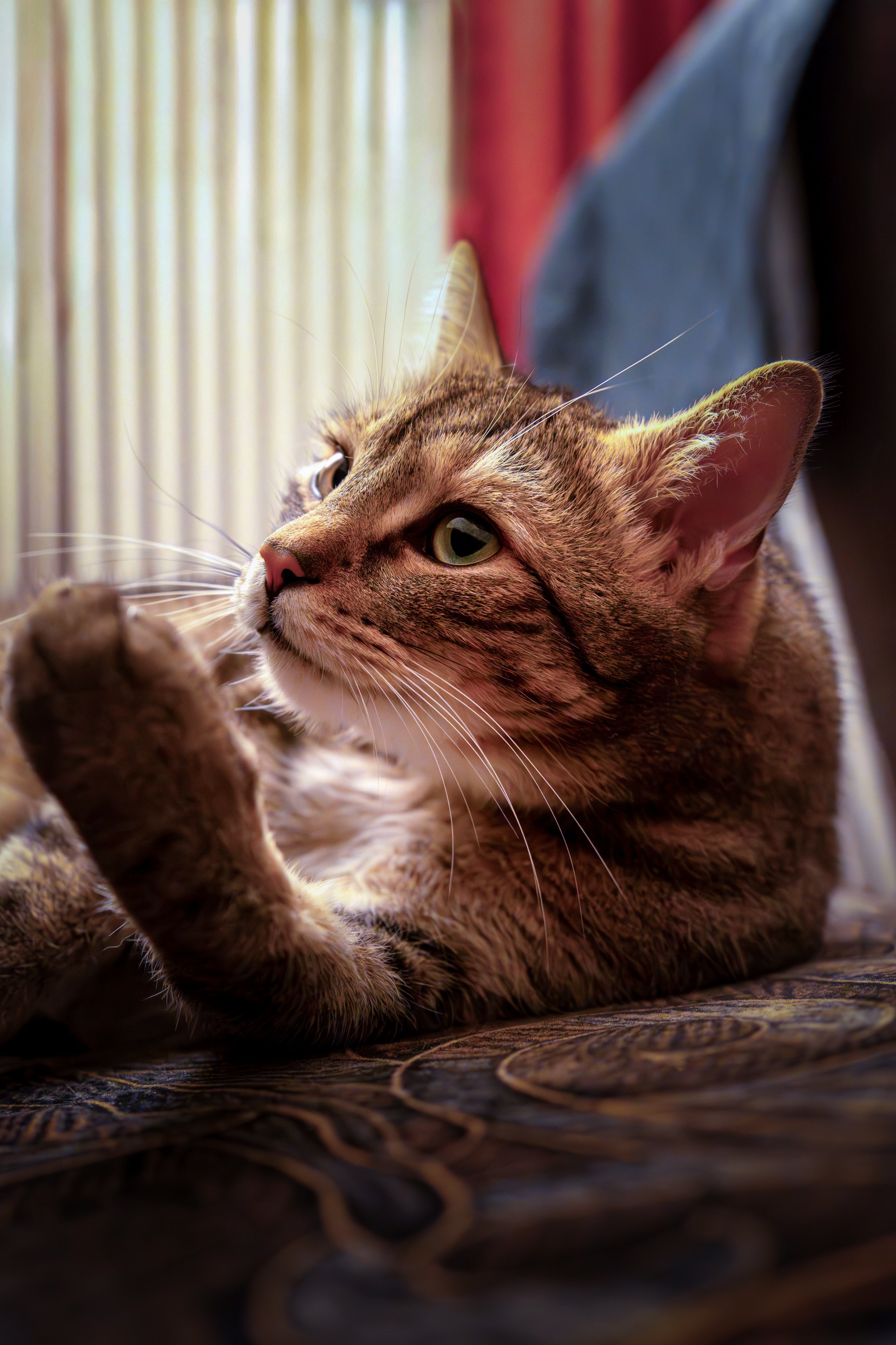 Gato Malhado Relaxado Deitado Dentro De Casa · Foto profissional gratuita