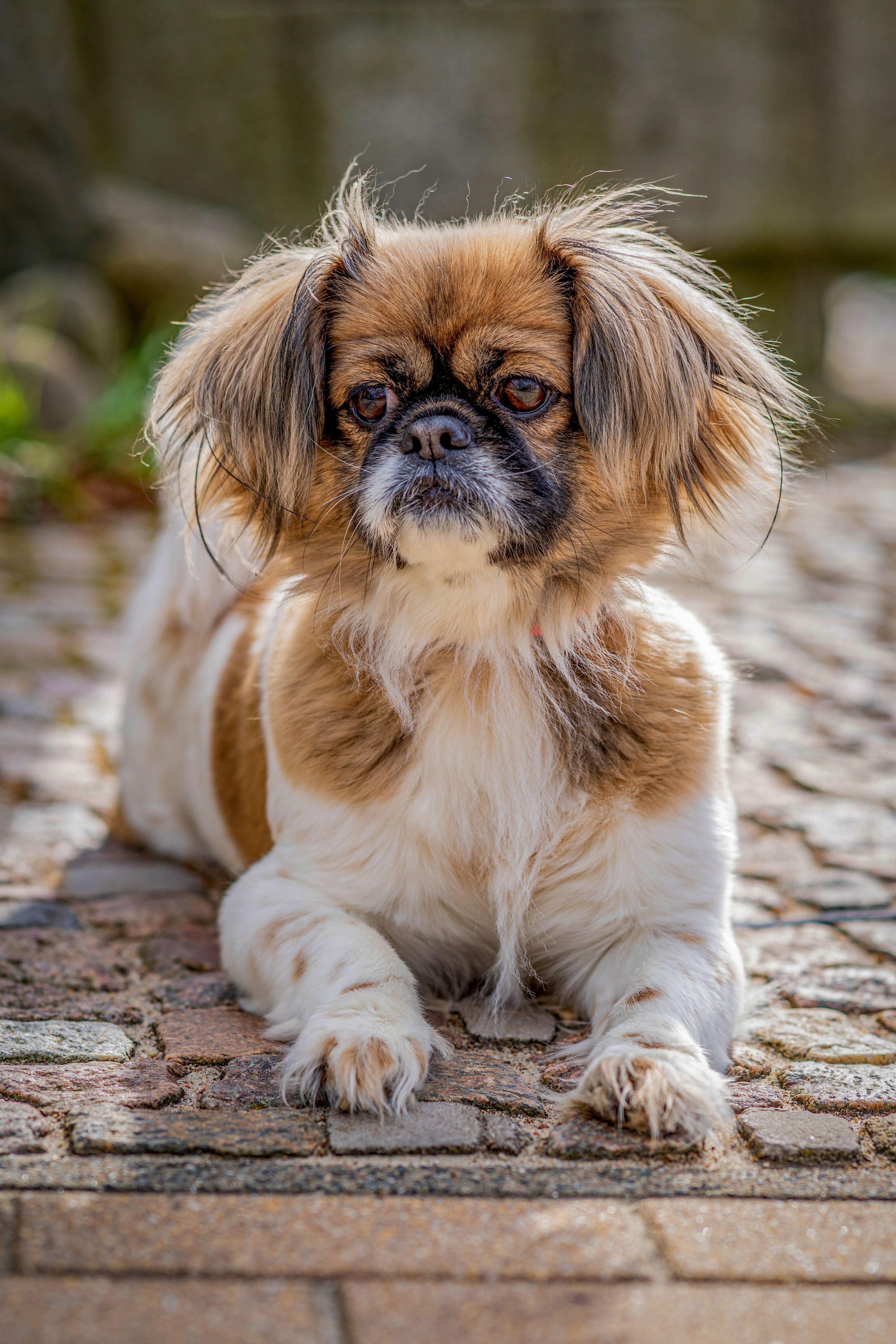 Charming Pekingese Dog Relaxing Outdoors · Free Stock Photo