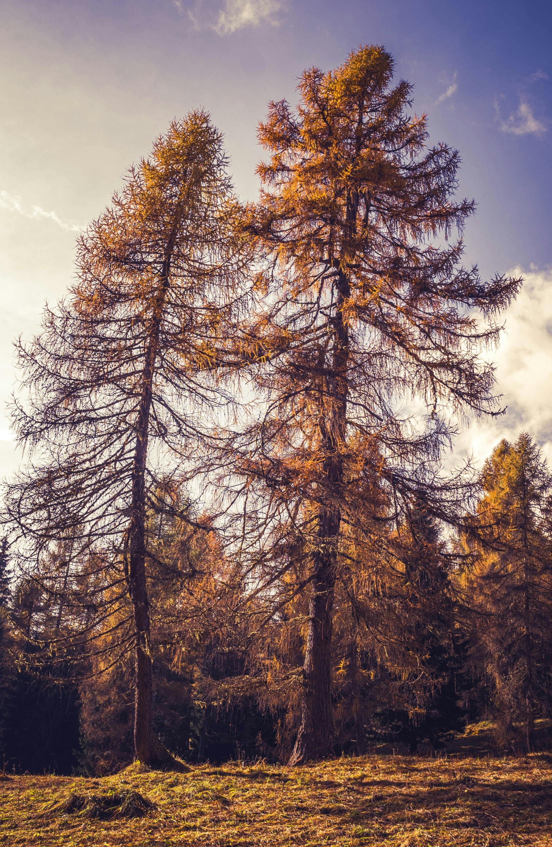 Tall Autumn Trees in Sunlit Forest · Free Stock Photo