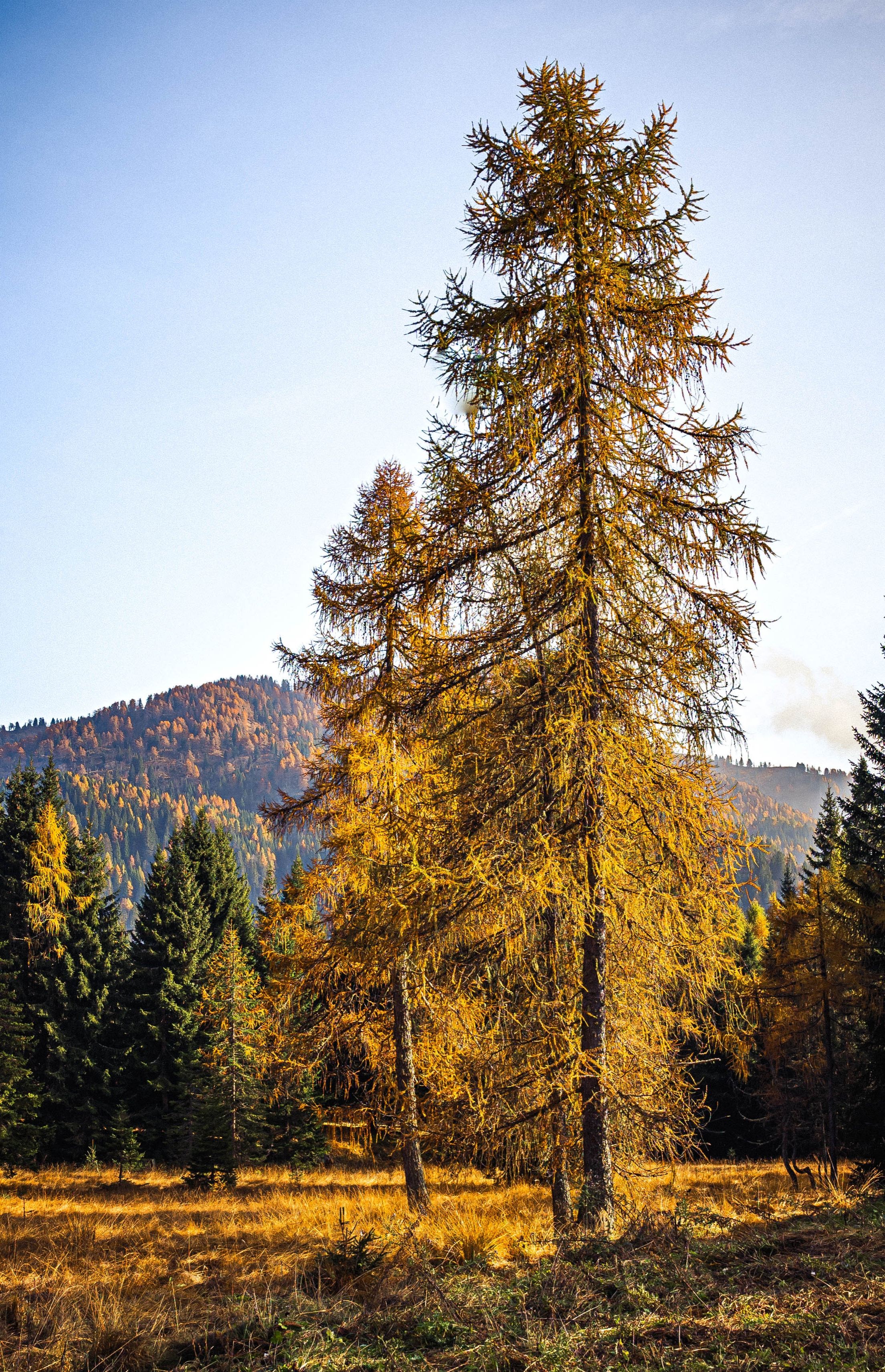 Golden Larch Trees in Autumn Mountain Landscape · Free Stock Photo