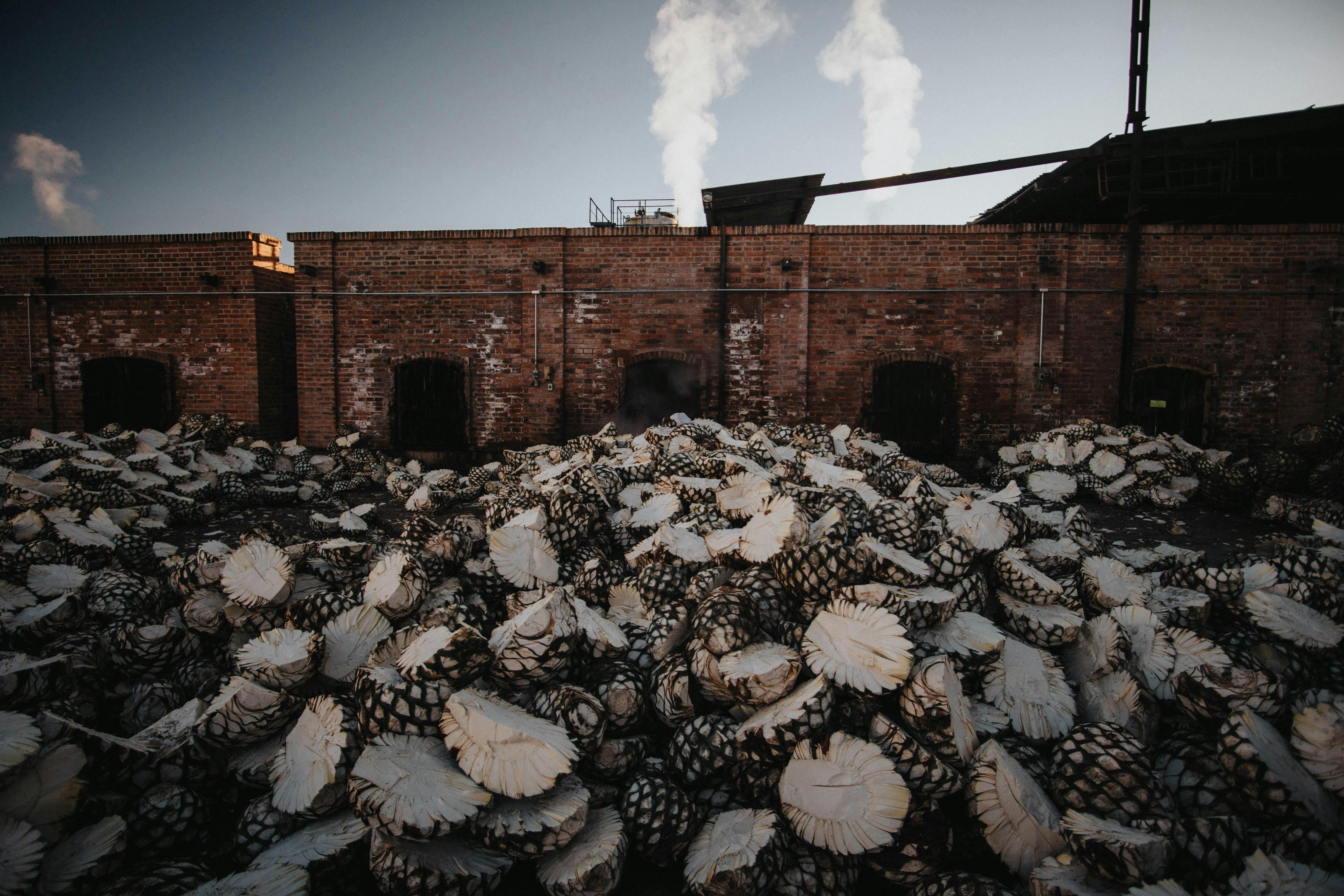 Tequila Production: Agave Pineapples at Distillery · Free Stock Photo