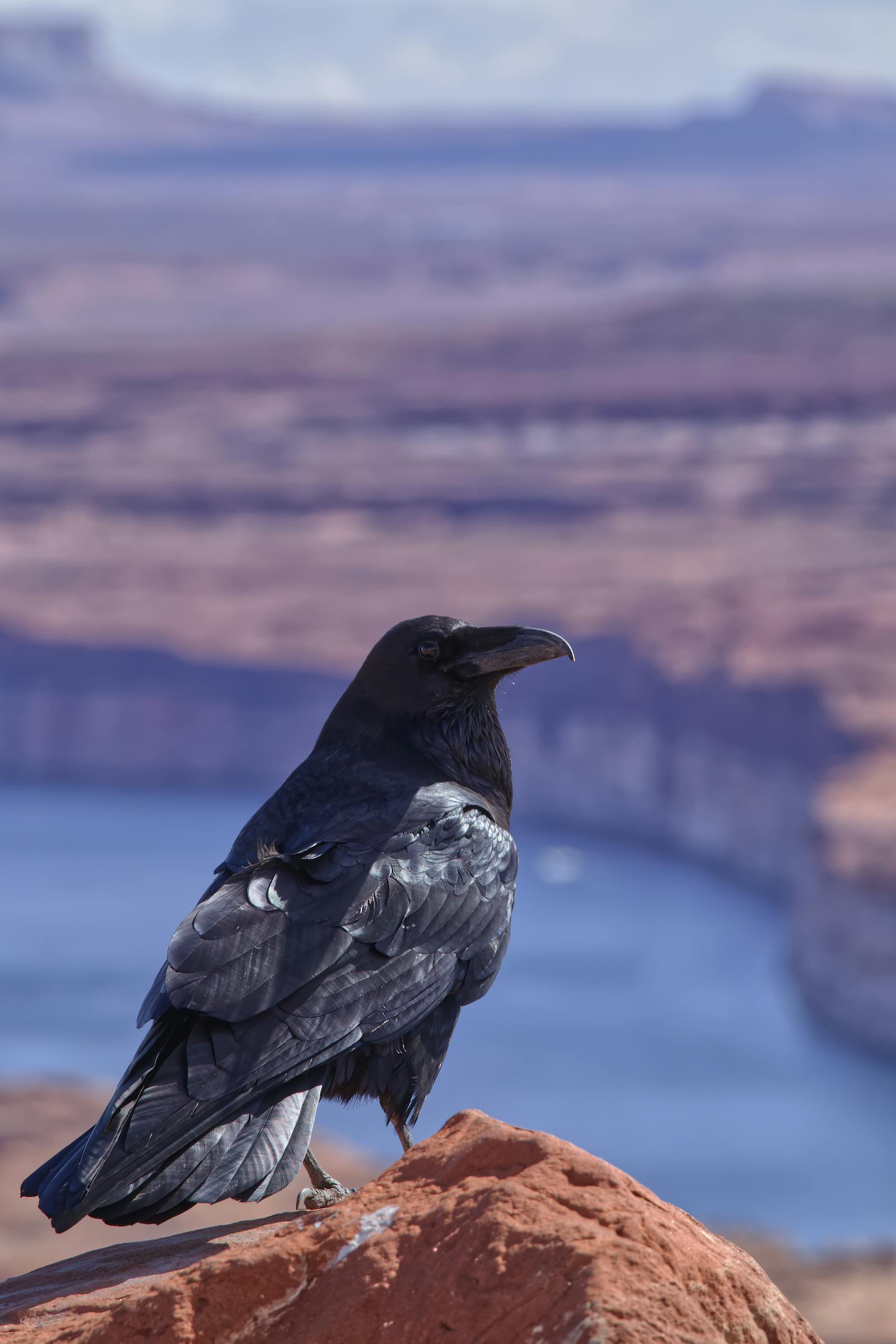 Raven Photos, Download The BEST Free Raven Stock Photos & HD Images