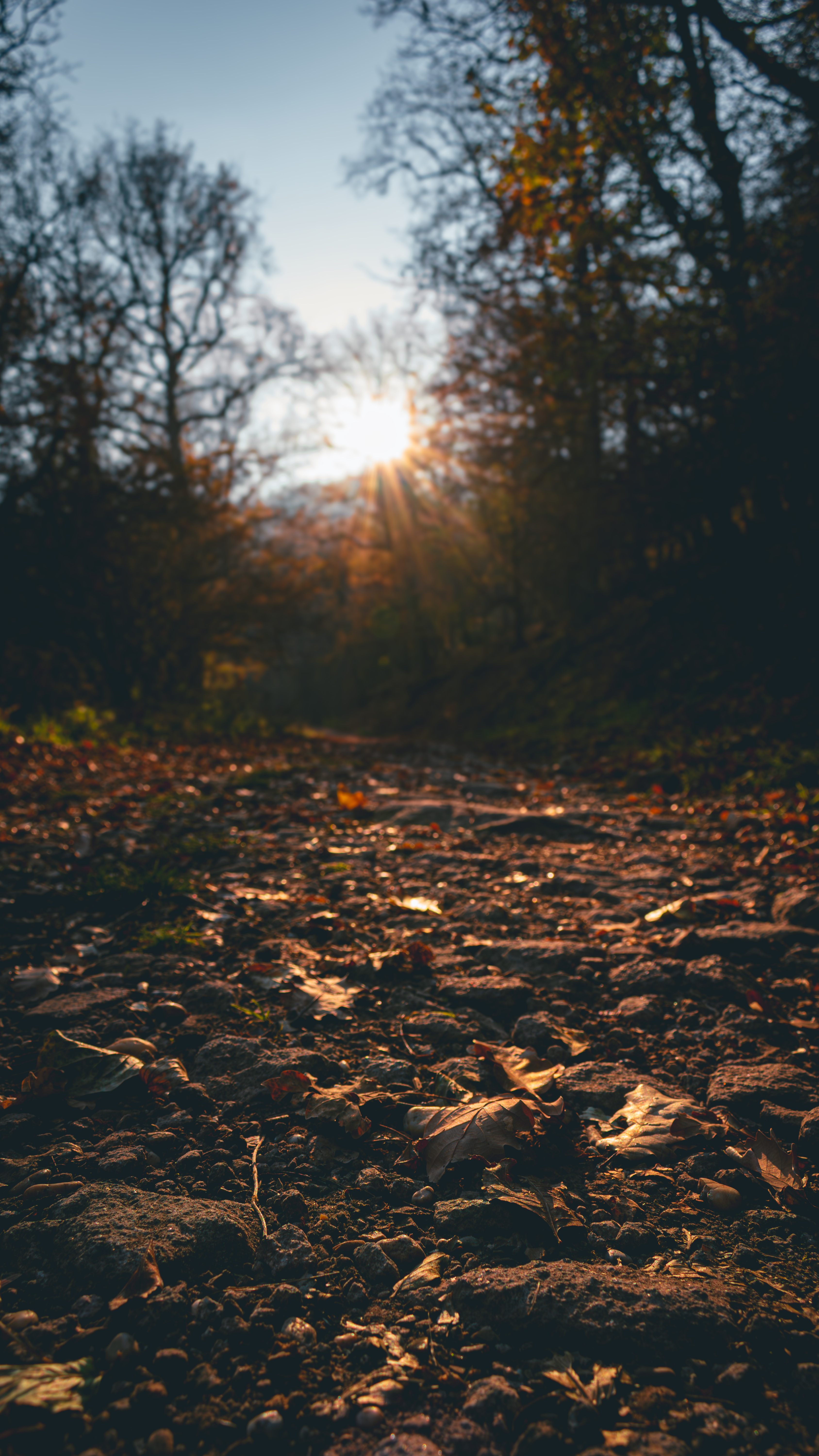 Sunset Forest Path in Dömös, Hungary · Free Stock Photo