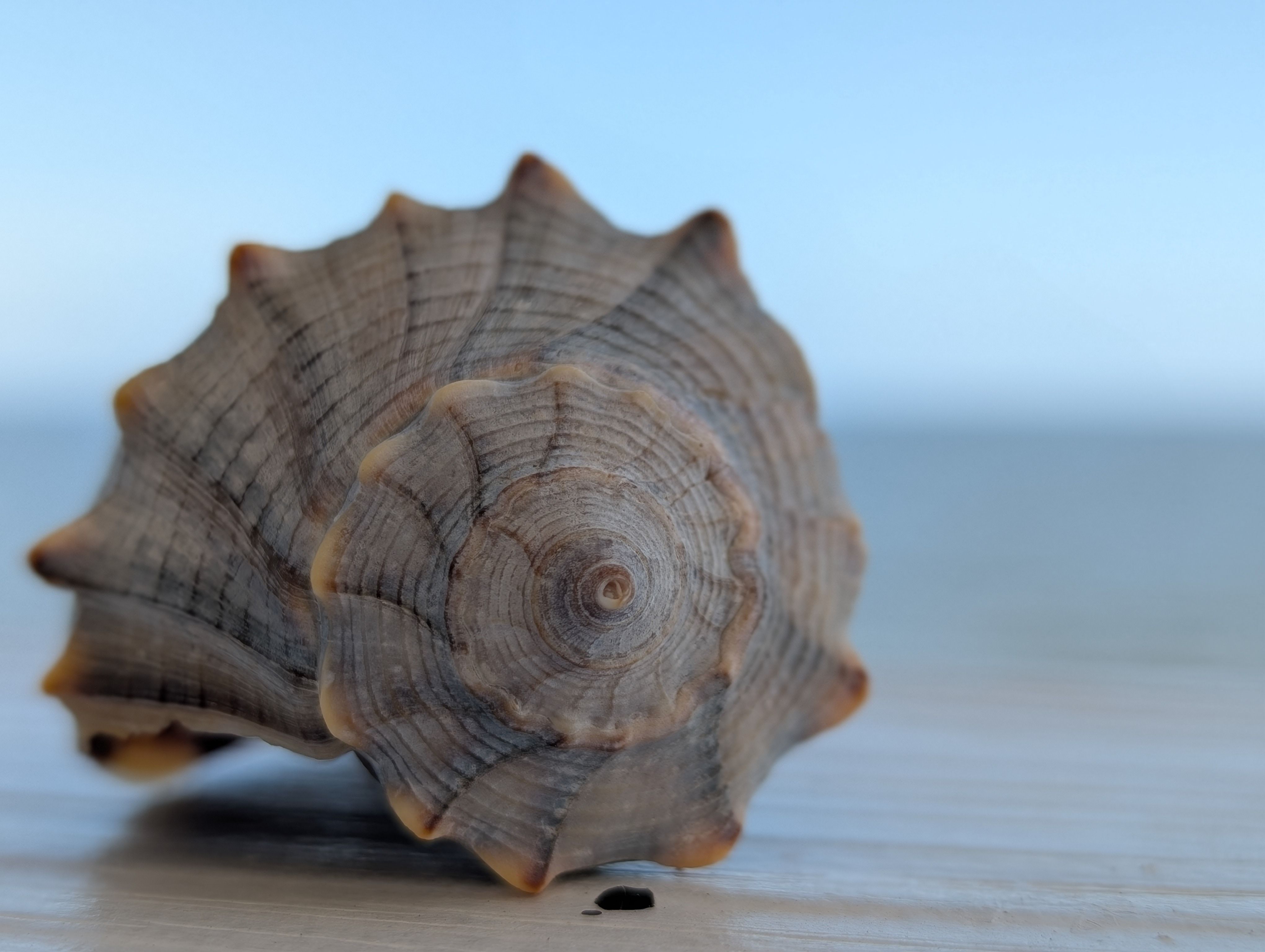 Close-up of Seashell on Alligator Point Beach · Free Stock Photo