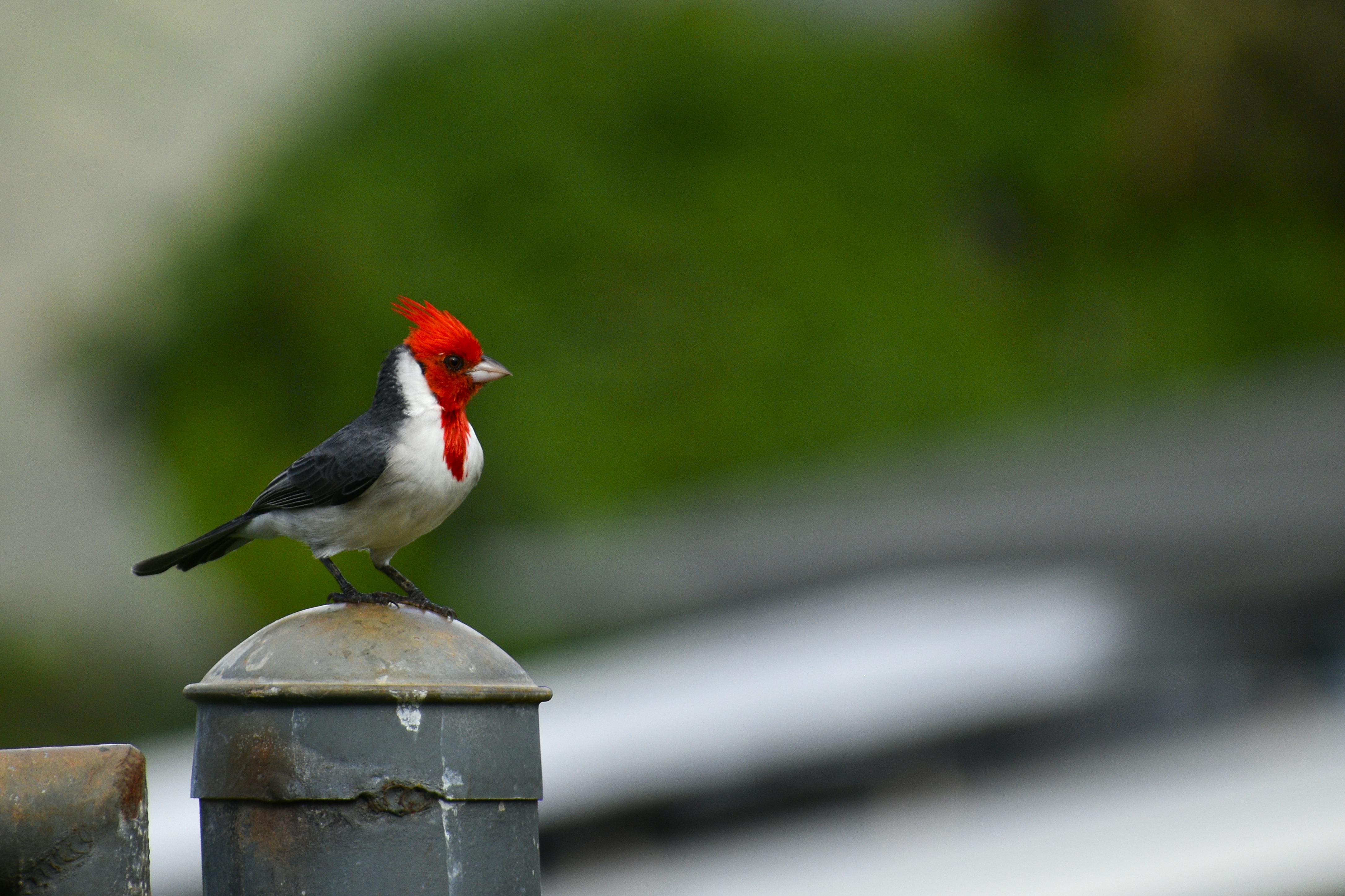 Red-Crested Cardinal Perched on Metal Pole · Free Stock Photo