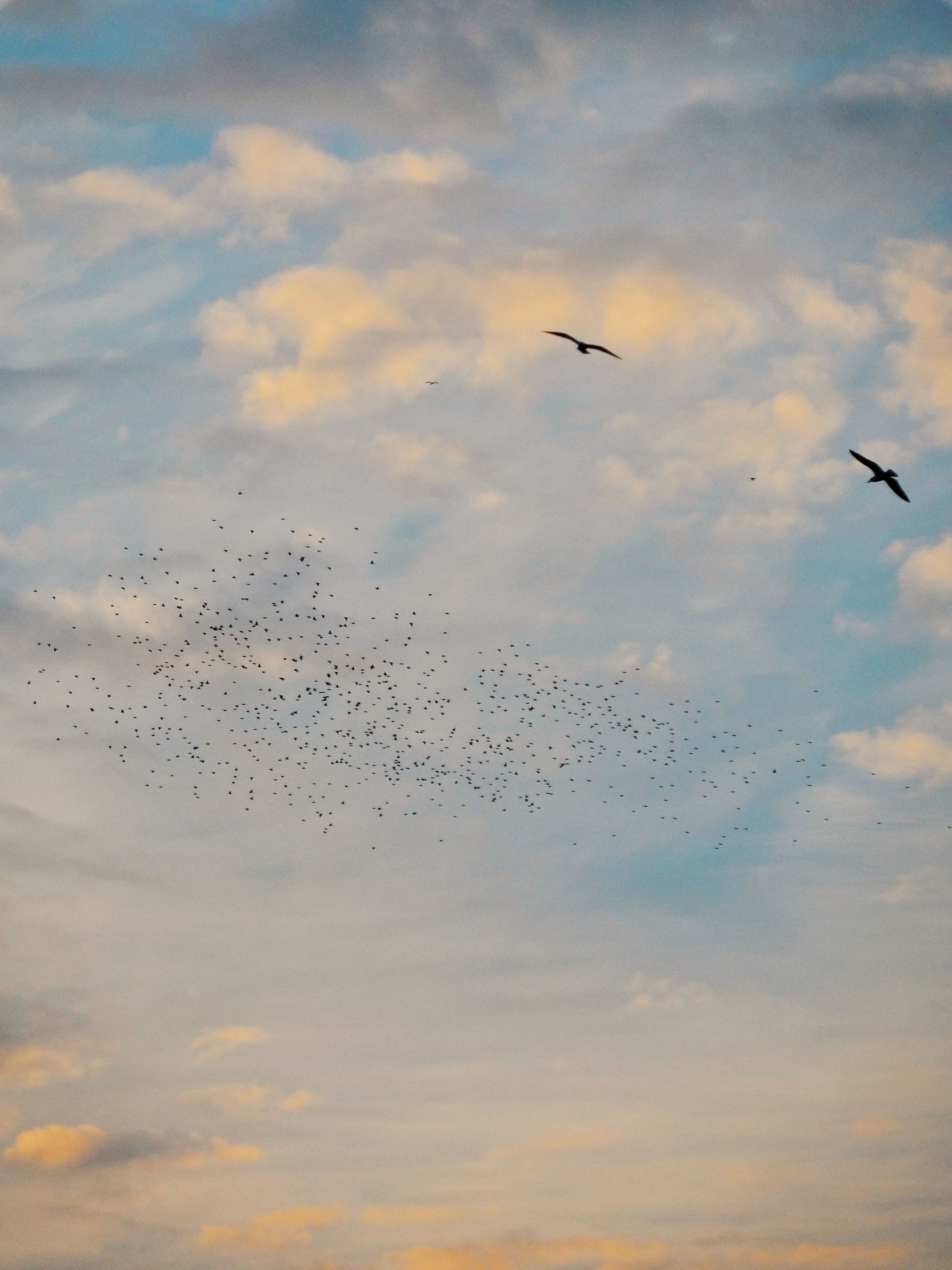 Birds Flocking Against a Cloudy Sunset Sky · Free Stock Photo