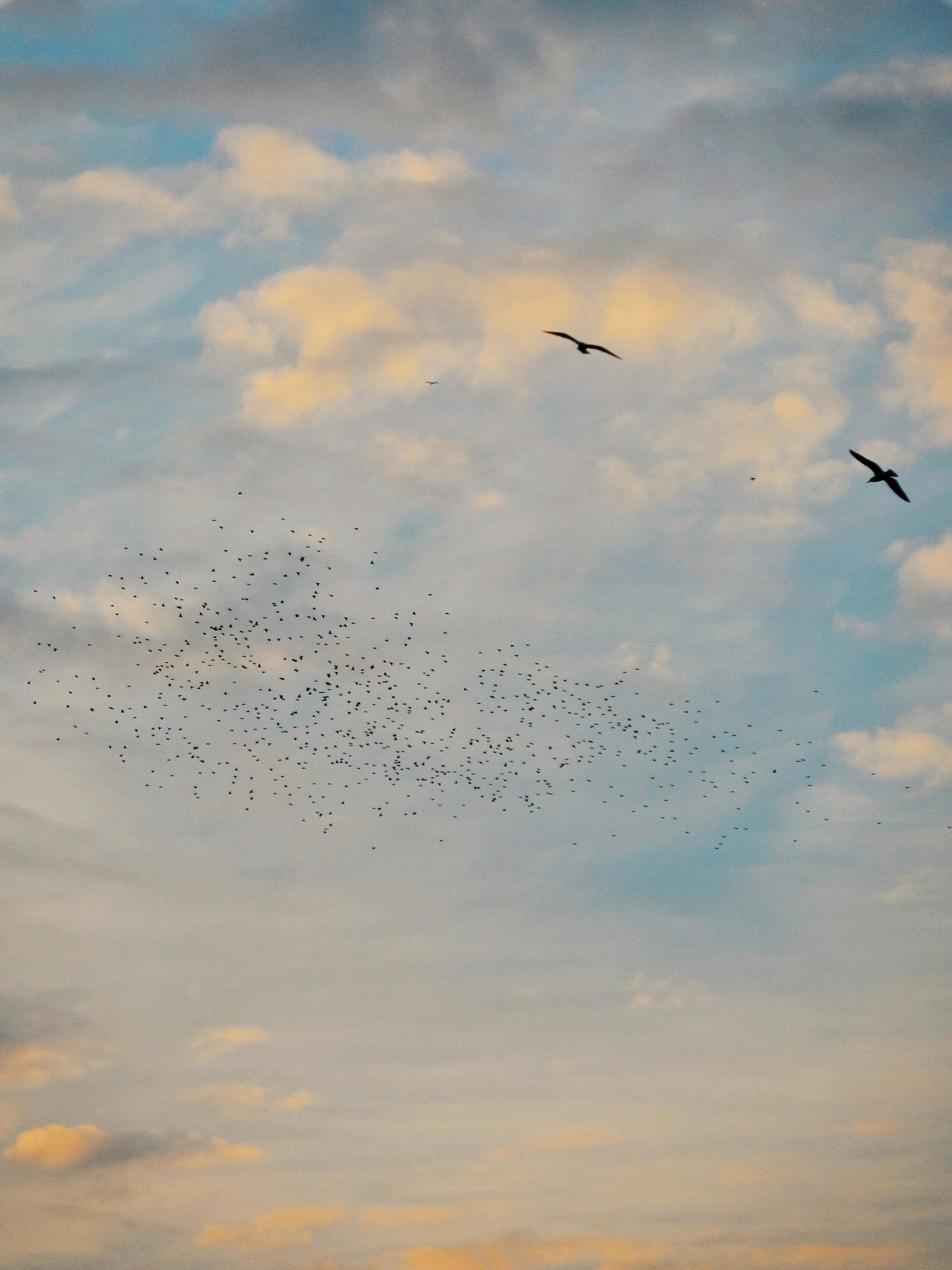 Cluster Of Birds Photos, Download The BEST Free Cluster Of Birds Stock ...