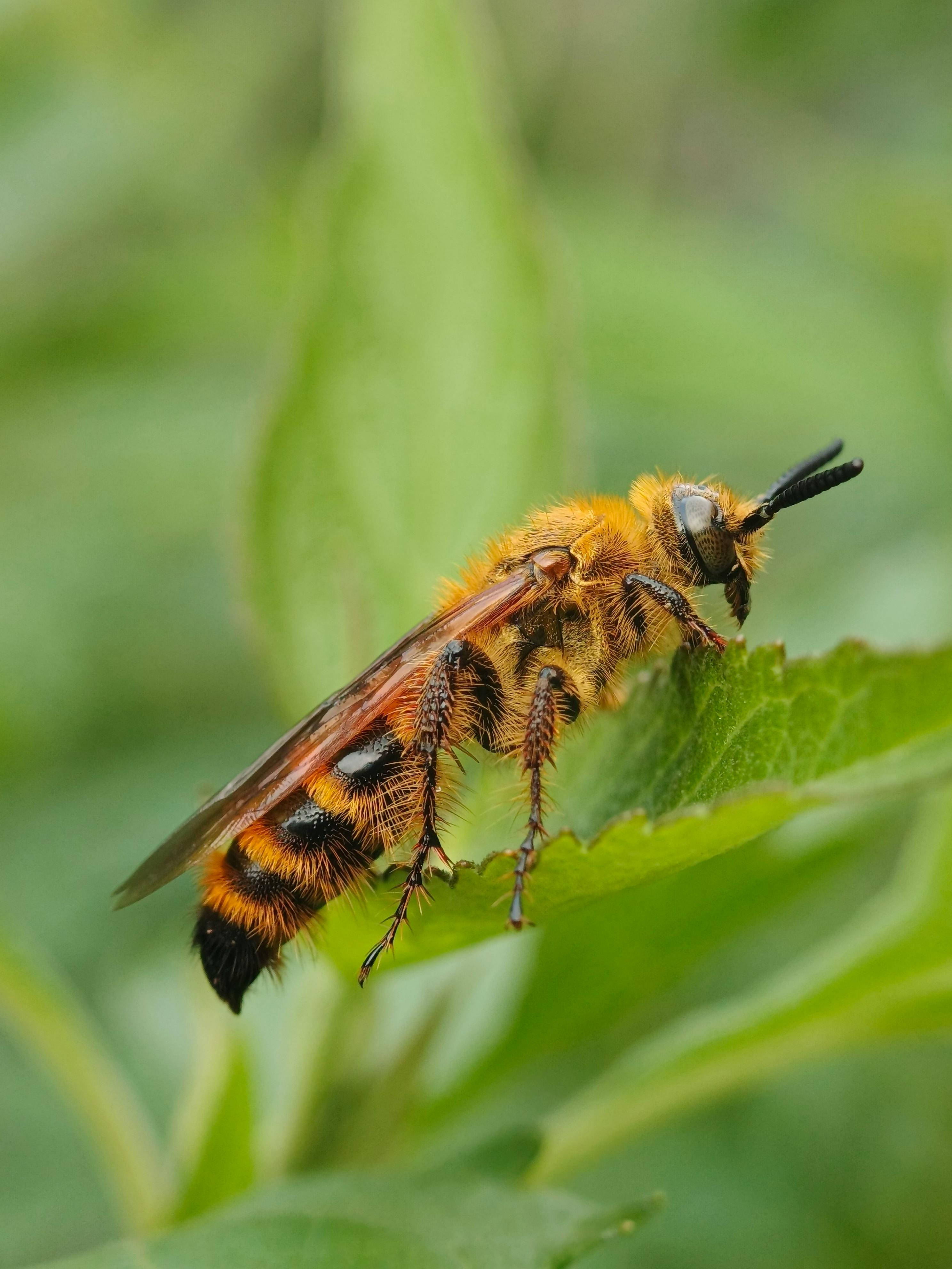 Java Insel Photos, Download The BEST Free Java Insel Stock Photos & HD ...