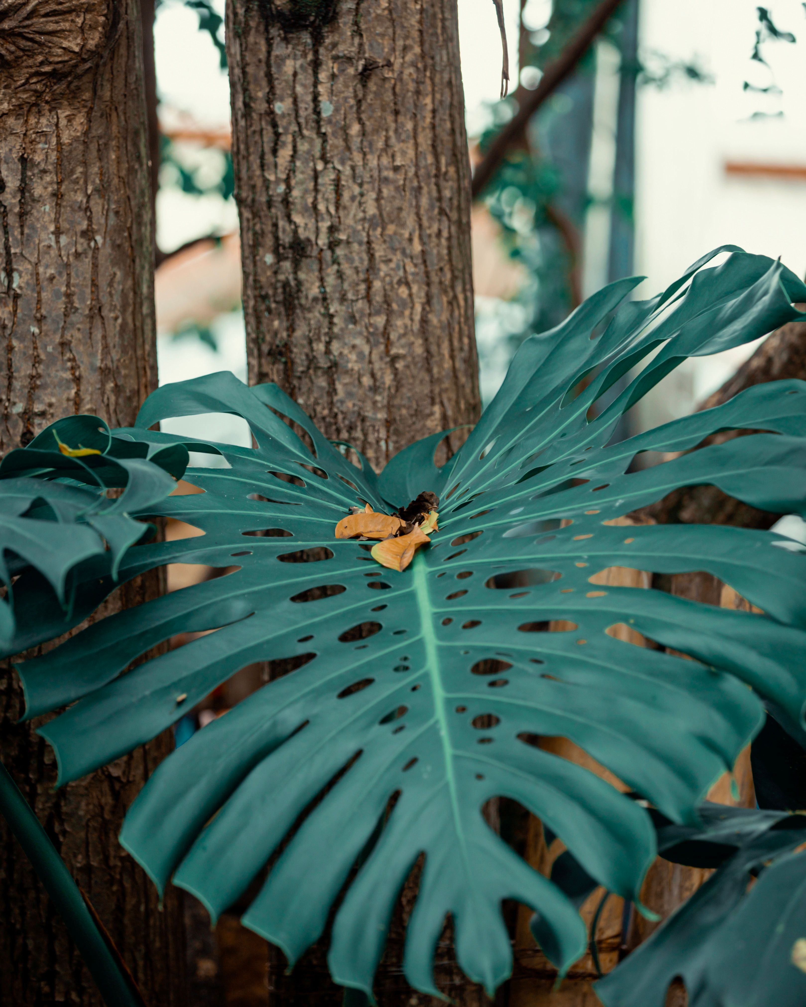 Close-up of Lush Monstera Leaf in Forest · Free Stock Photo