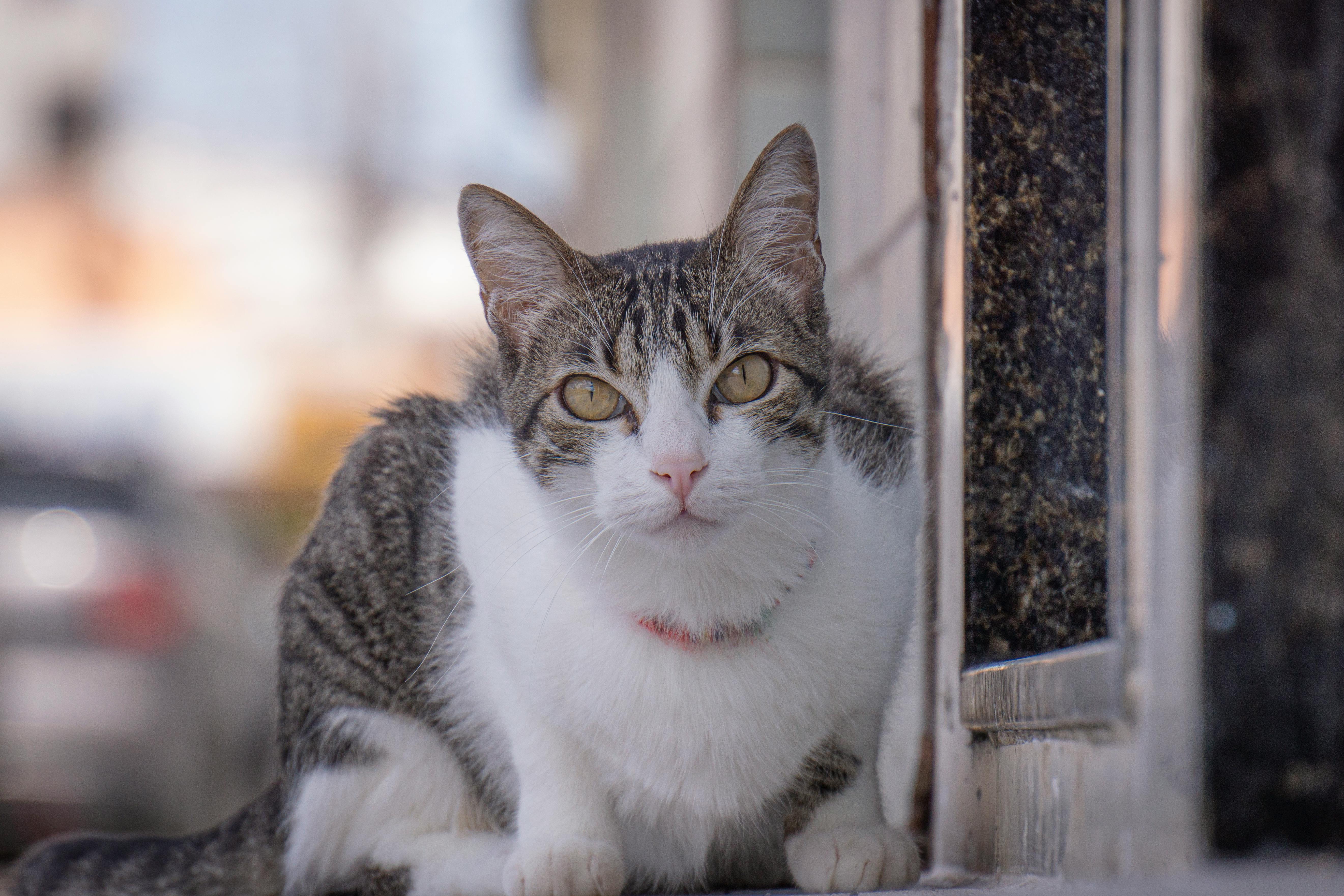 Relaxed Domestic Cat Resting Outdoors · Free Stock Photo