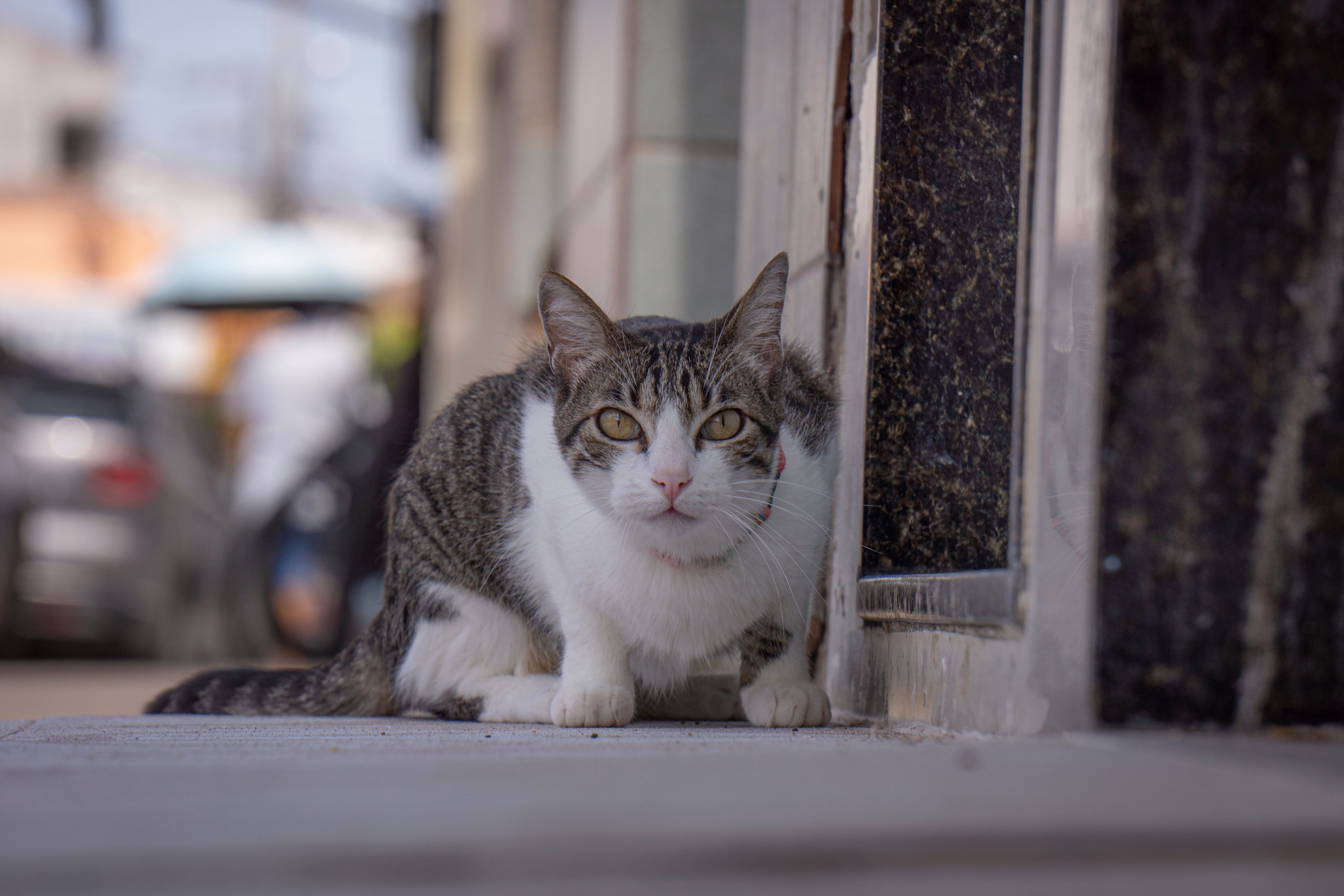 Street Cat Relaxing in Urban Environment · Free Stock Photo