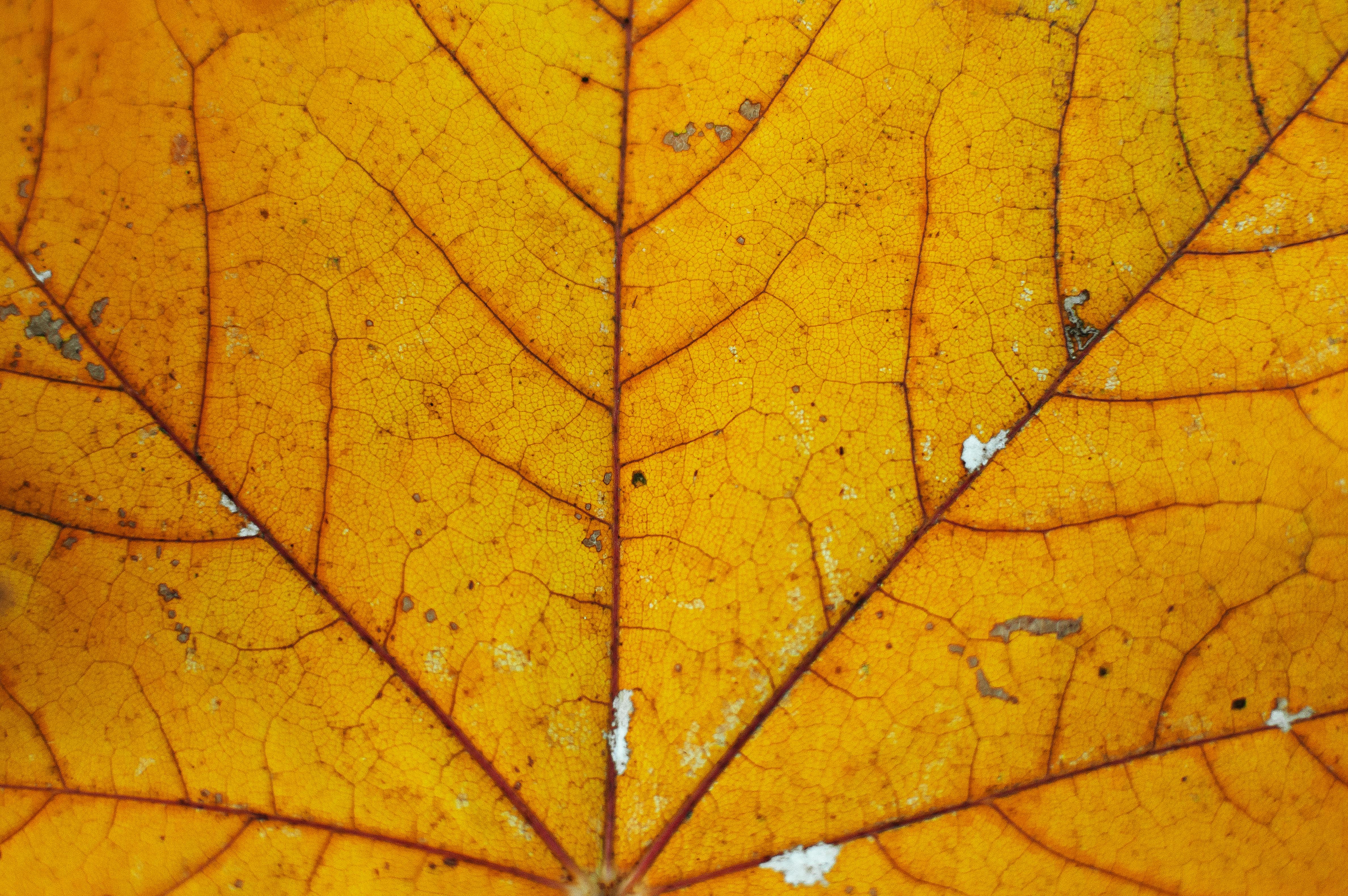 Close-up of a Vibrant Autumn Leaf Veins · Free Stock Photo