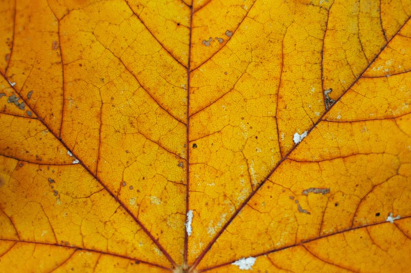 Autumn Leaf Photos, Download The BEST Free Autumn Leaf Stock Photos ...