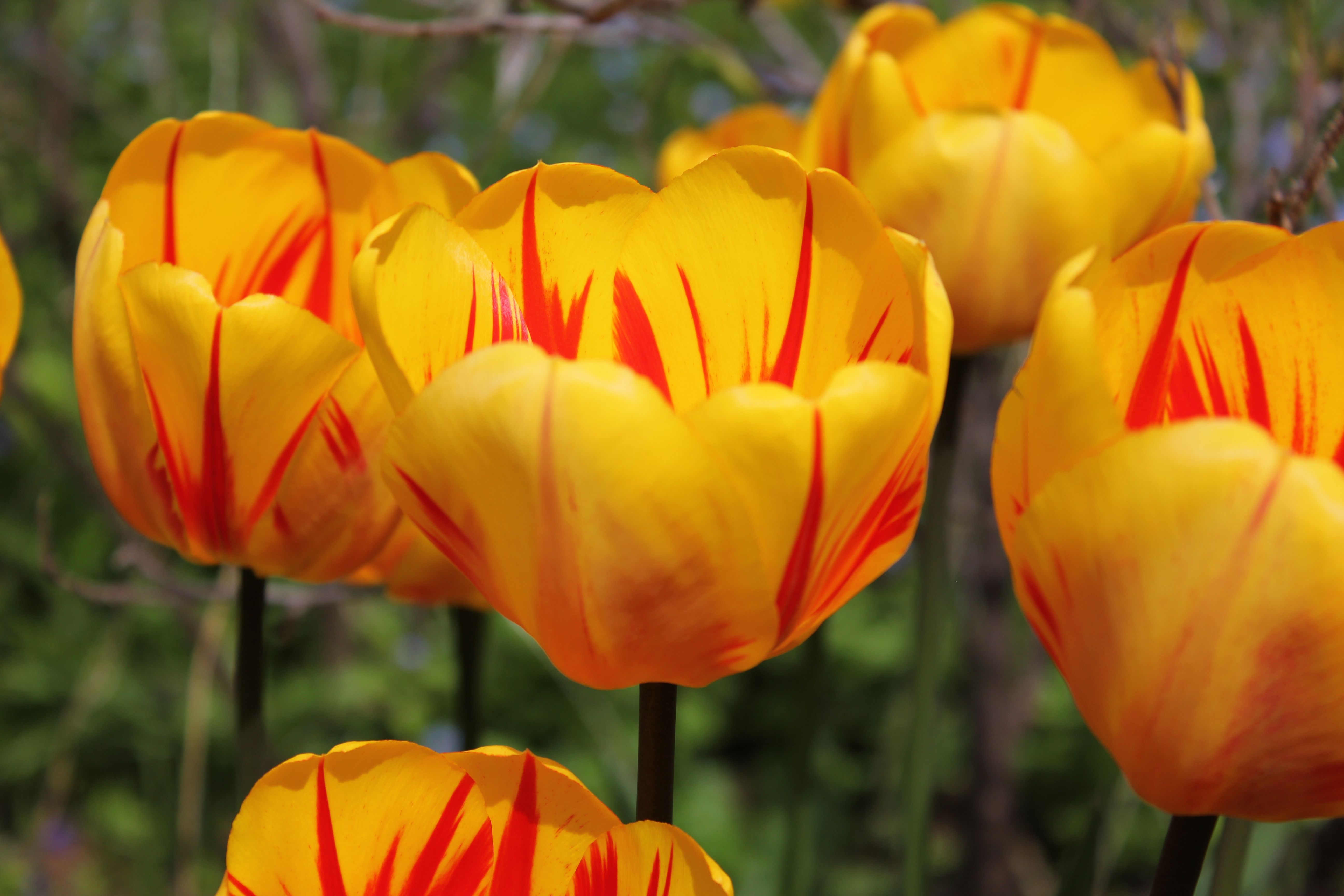 Tulip Era Photos, Download The BEST Free Tulip Era Stock Photos & HD Images