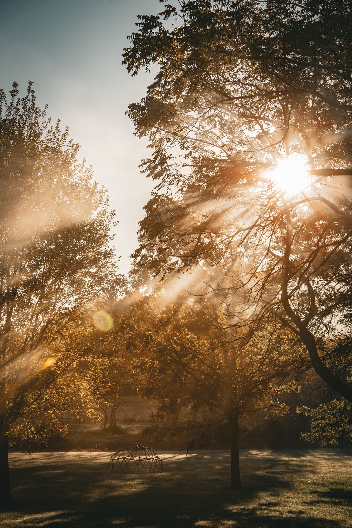Morning Sunlight Through Trees Photos, Download The BEST Free Morning ...