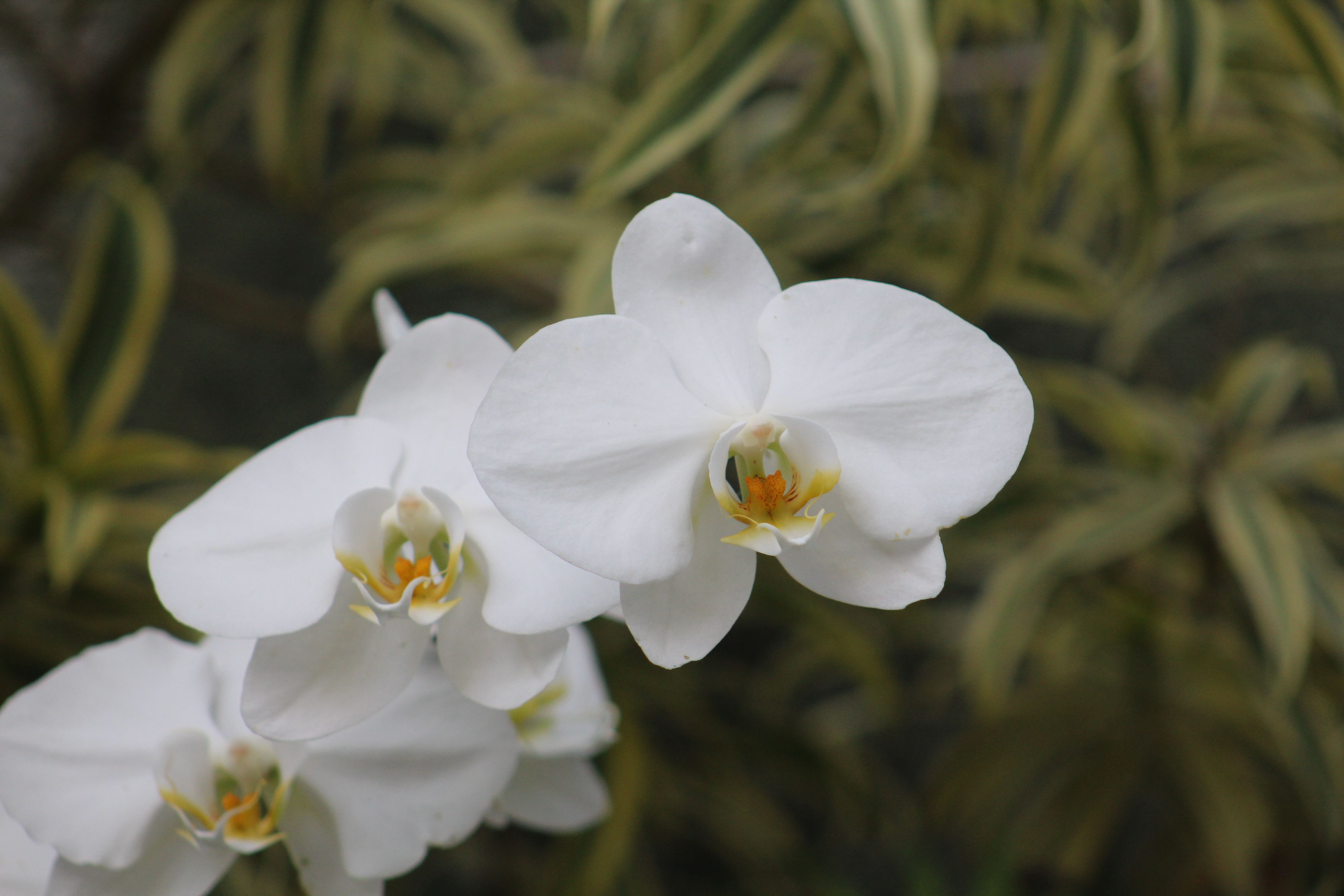 White Sevanthi Flower Photos, Download The BEST Free White Sevanthi ...