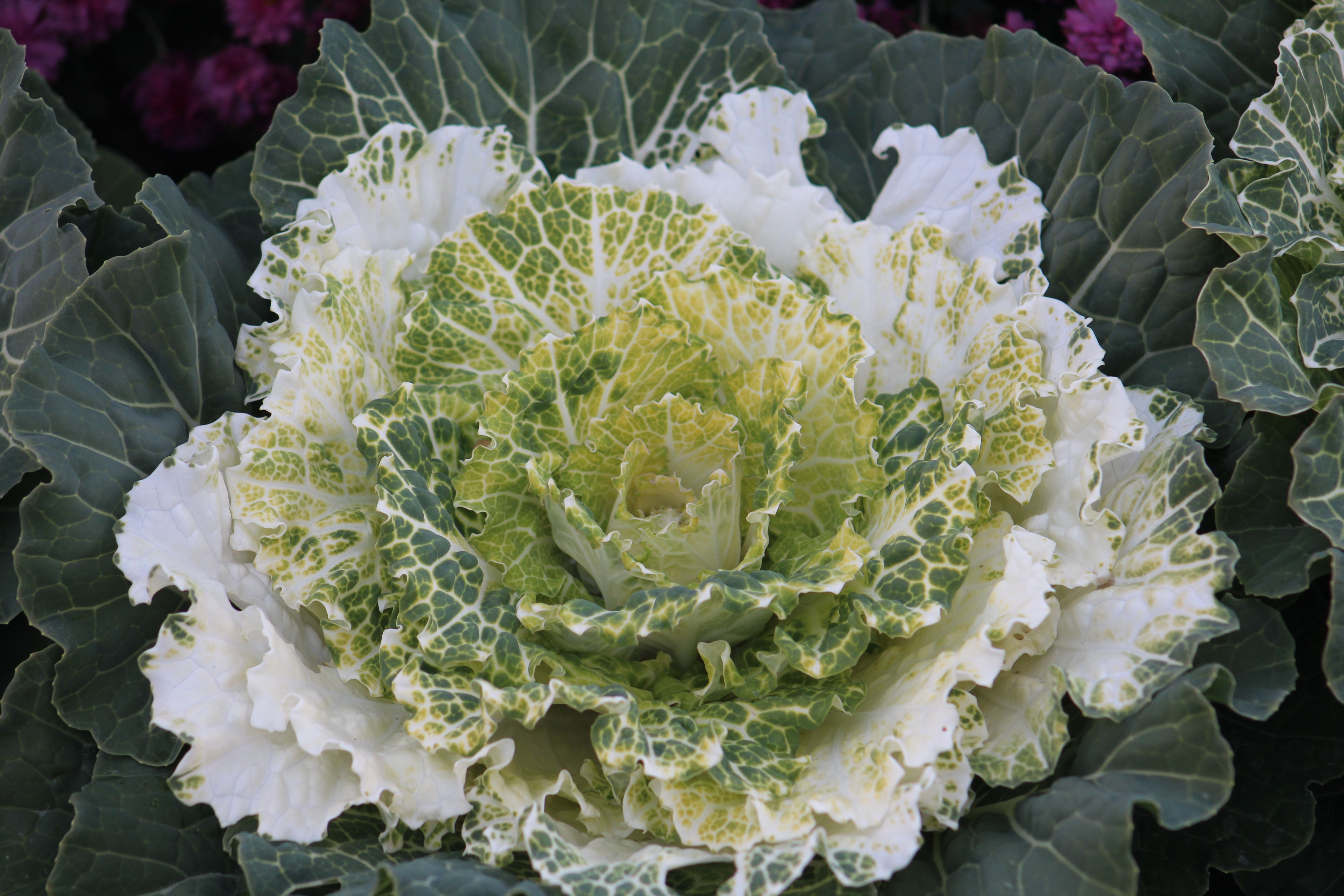 Close-Up of Ornamental Cabbage with Variegated Leaves · Free Stock Photo