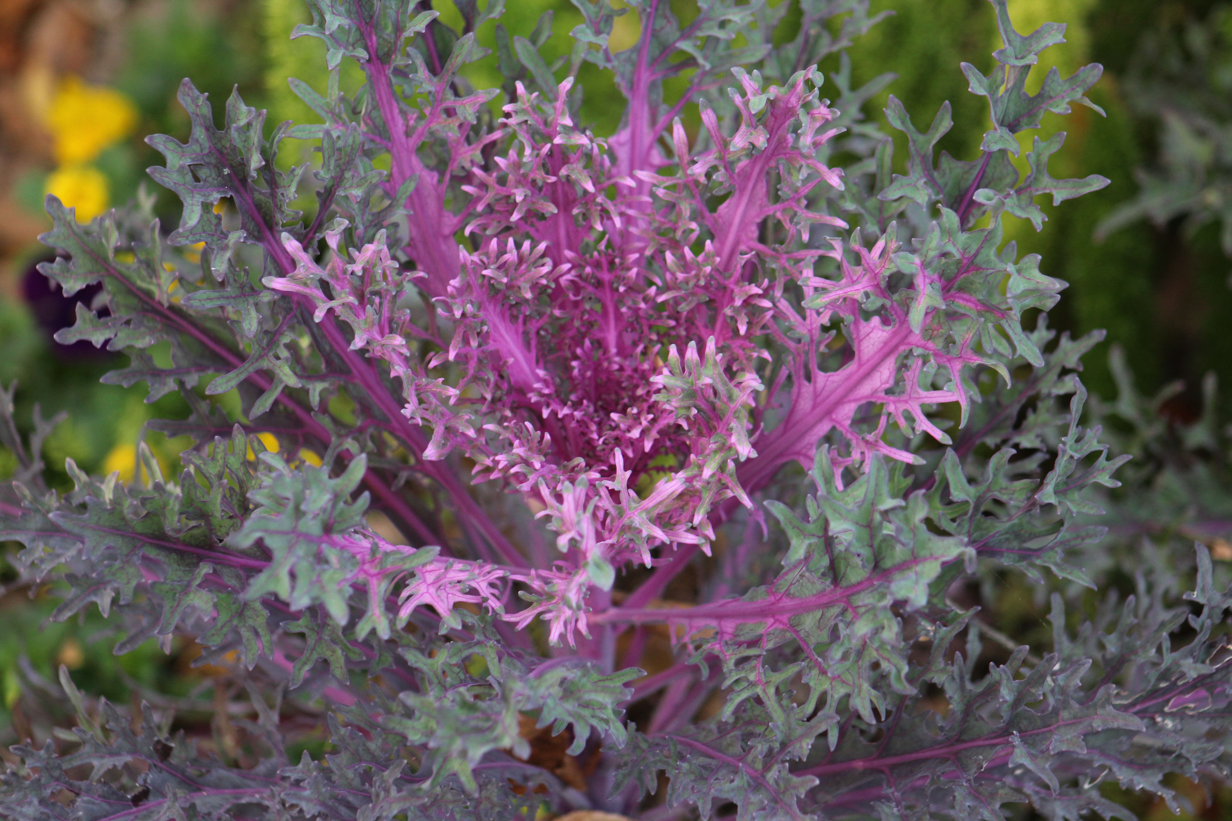 Close-up of Vibrant Purple Ornamental Kale · Free Stock Photo