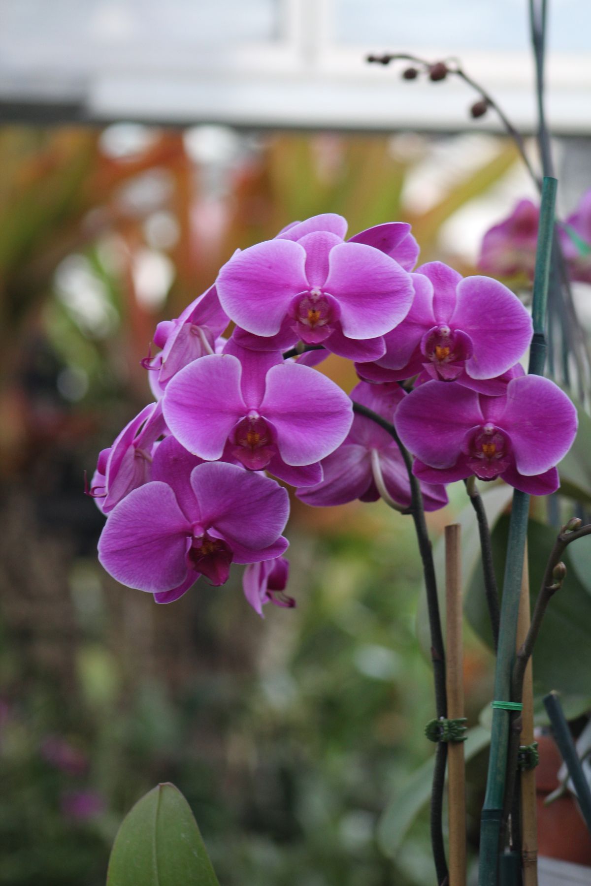 Purple Orchids Background Photos, Download The BEST Free Purple Orchids ...