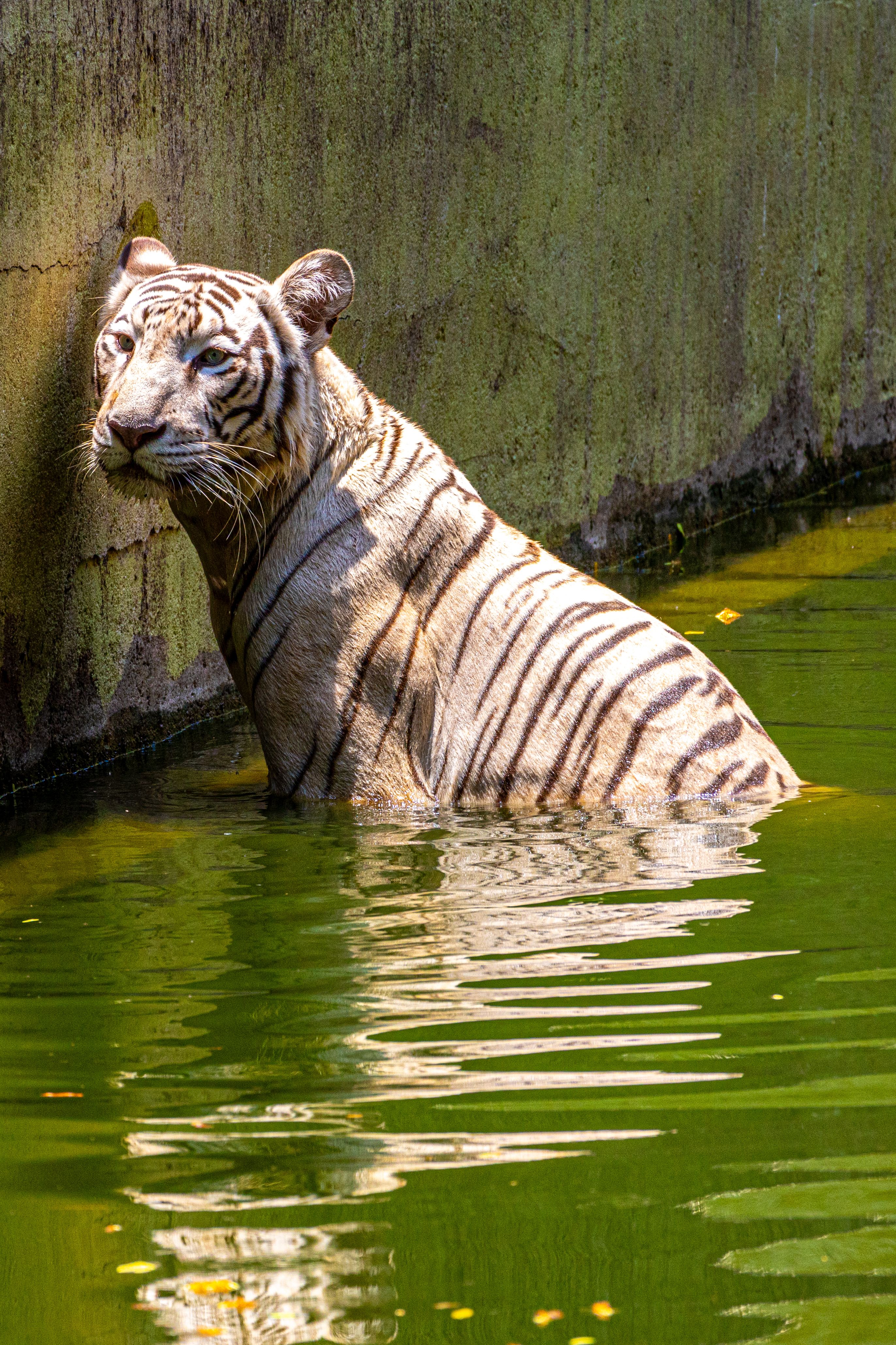 Bengal Tiger Cooling in Water at Zoo · Free Stock Photo