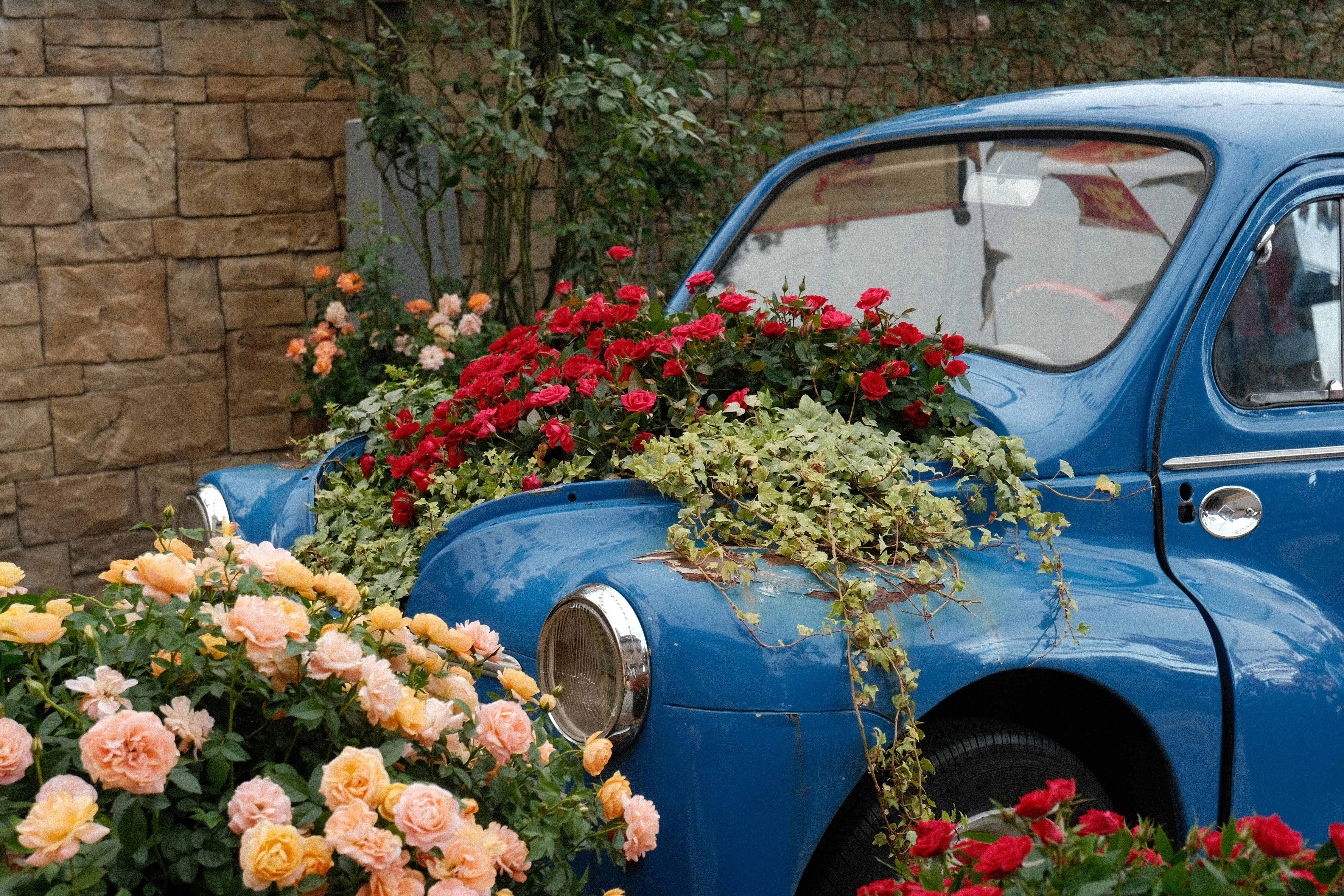 Vintage Car Covered in Vibrant Roses Outdoors · Free Stock Photo