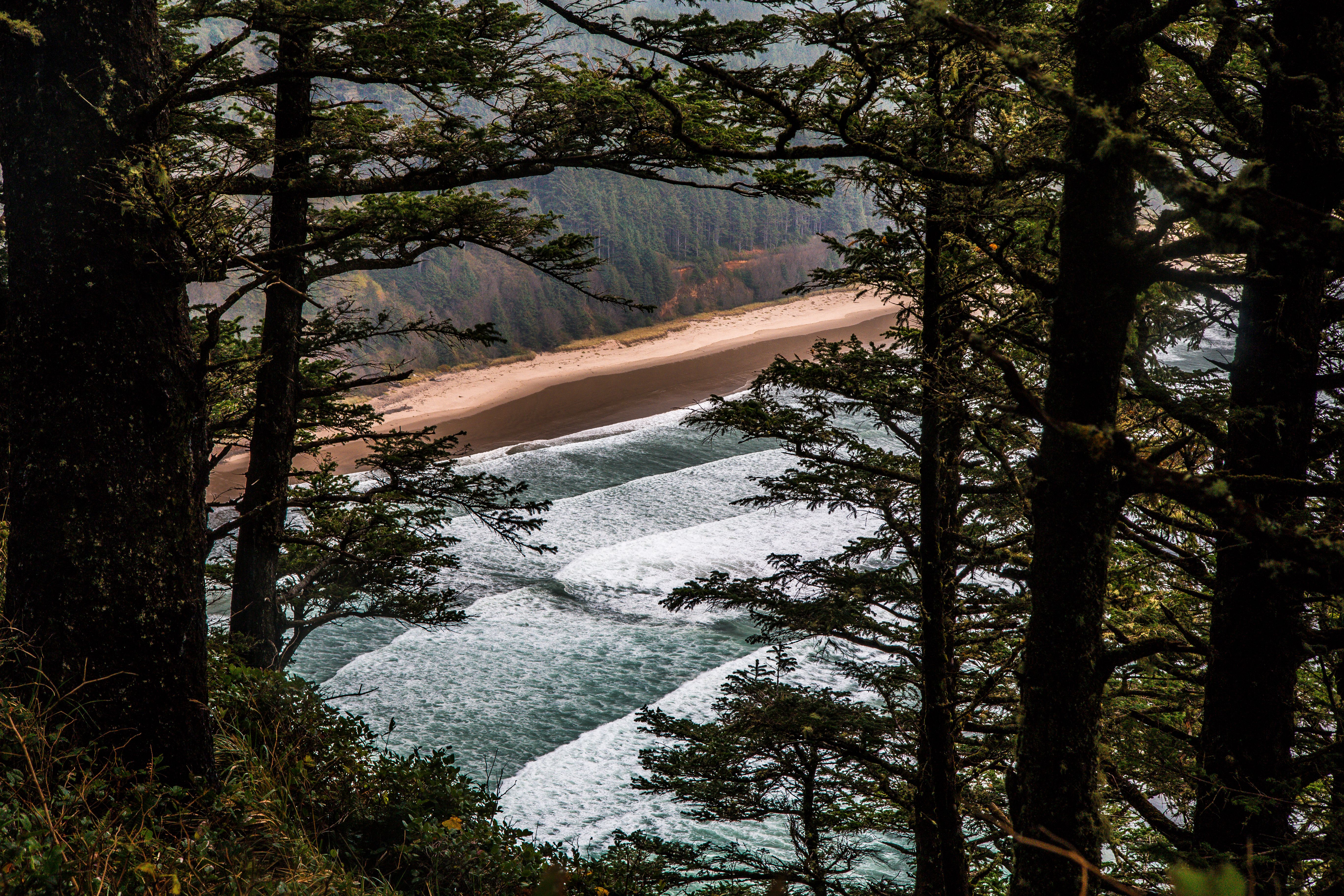 Scenic Oregon Coastline View through Fir Trees · Free Stock Photo