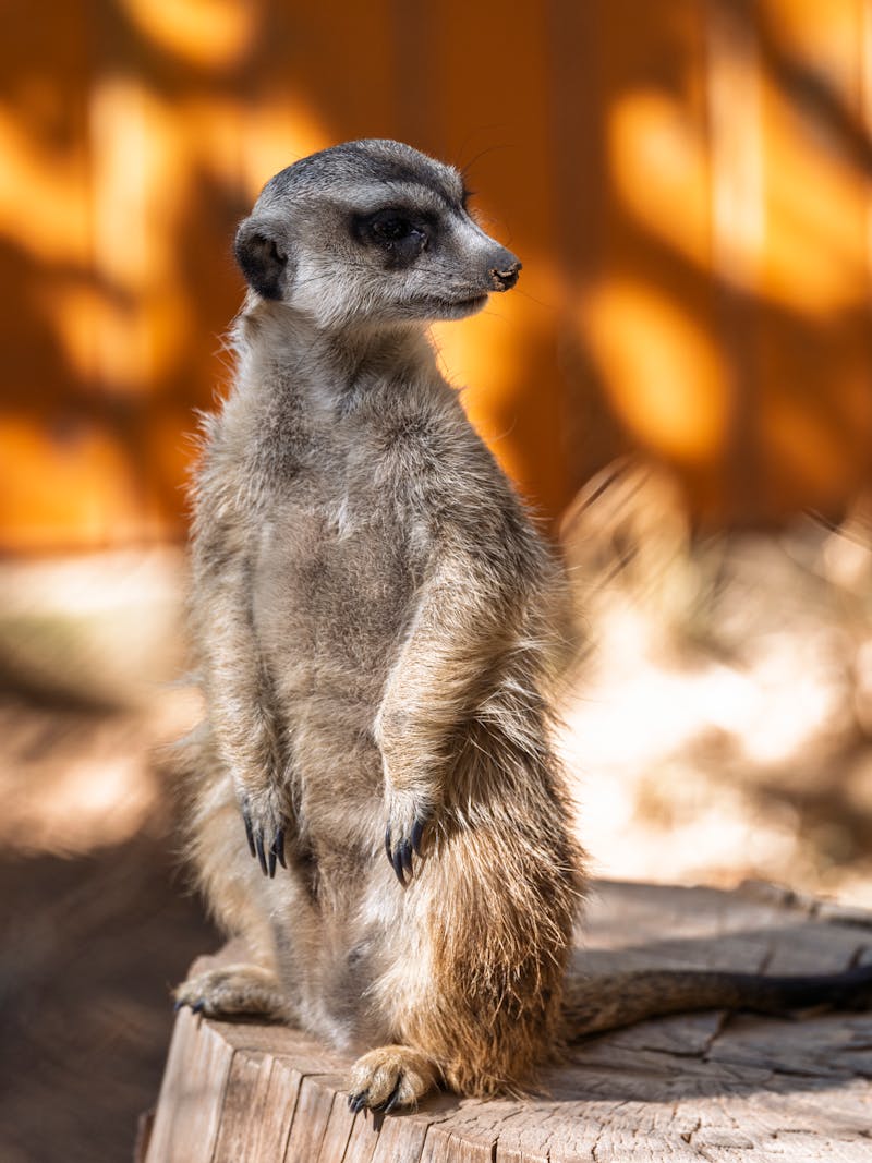 Zoo Animals Images Photos, Download The BEST Free Zoo Animals Images ...