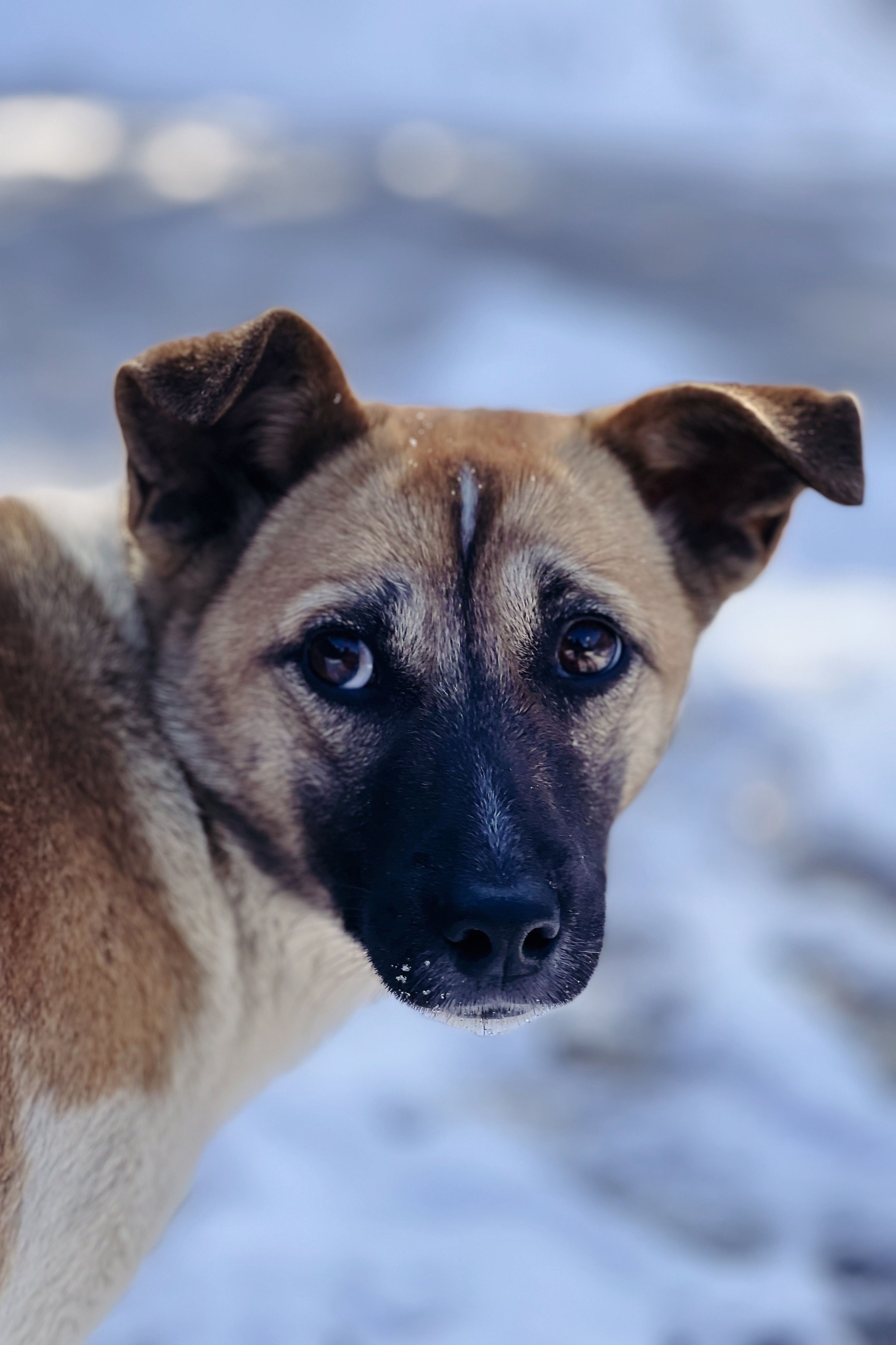Adorable Street Dog in Snowy Talgar, Kazakhstan · Free Stock Photo