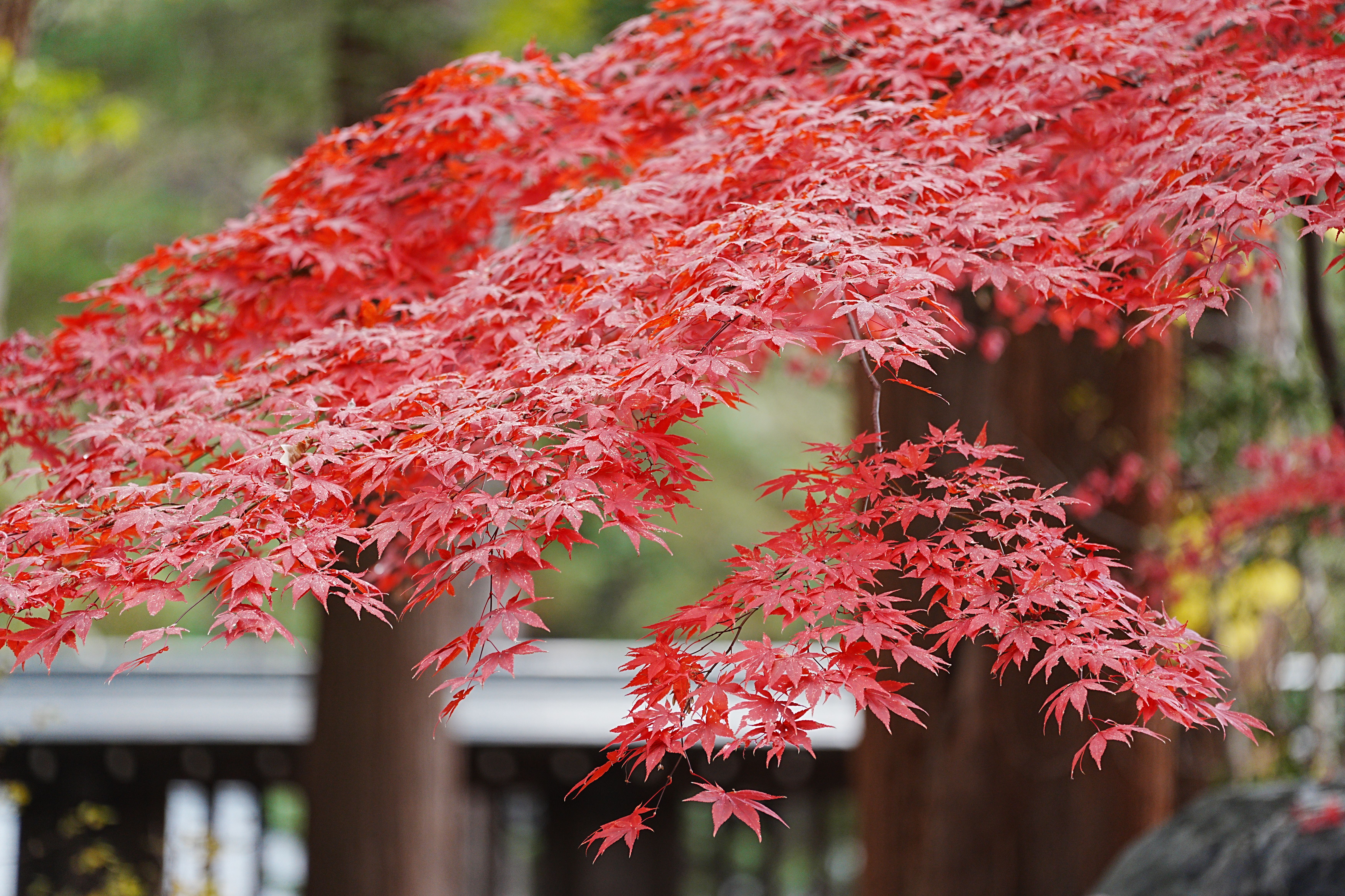 Vibrant Red Maple Leaves in Autumn Glow · Free Stock Photo